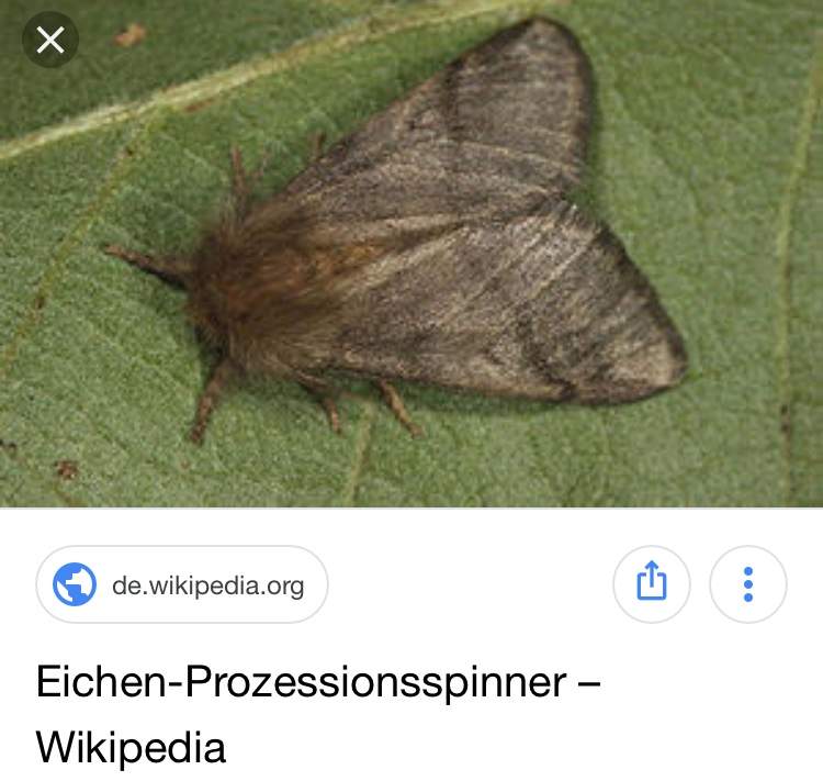Sind die Eichenprozessionsspinner auch als Schmetterling gefährlich? (Insekten, giftig)