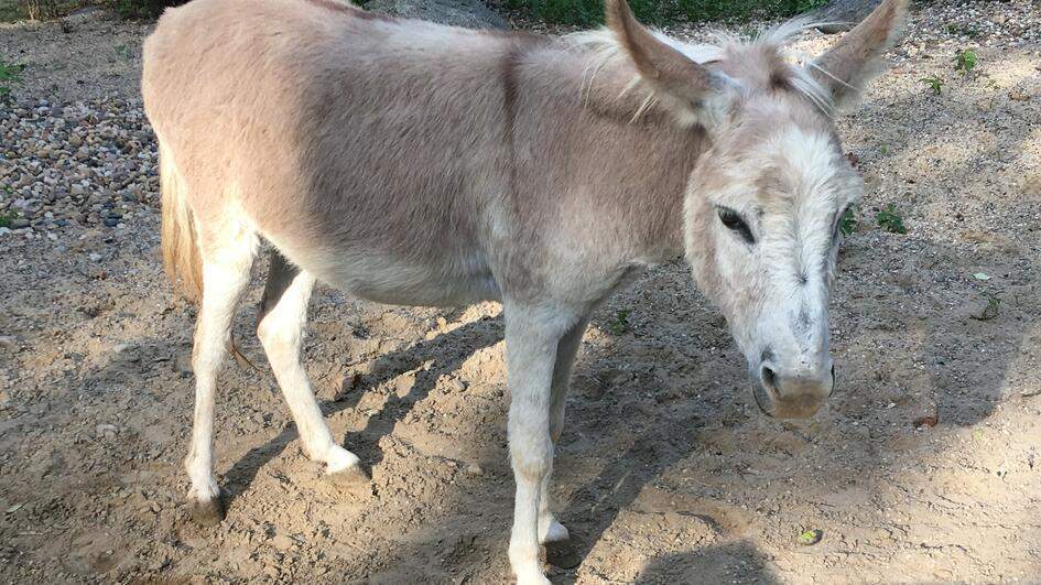Sind Esel gefährlich? (Reiten)