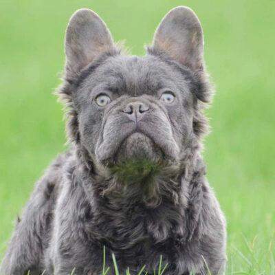 Sind "Fluffy Frenchies" ein Mix aus Zwergspitz und Französische ...