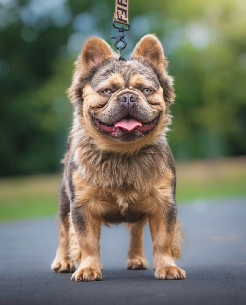 Sind "Fluffy Frenchies" ein Mix aus Zwergspitz und Französische ...