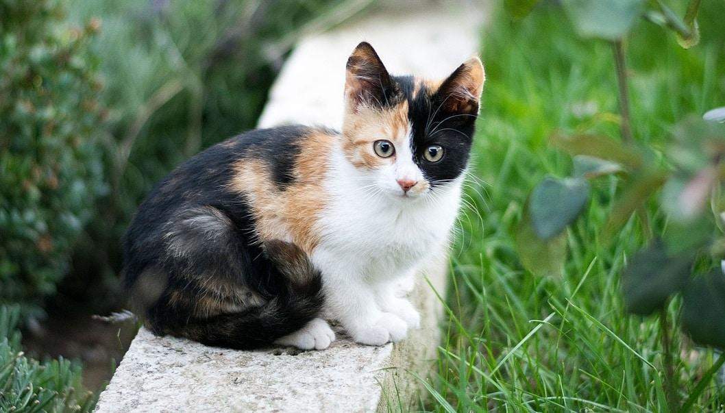 Sind Katzen die süßesten Lebewesen der Erde? (Tiere, Katze, süß)