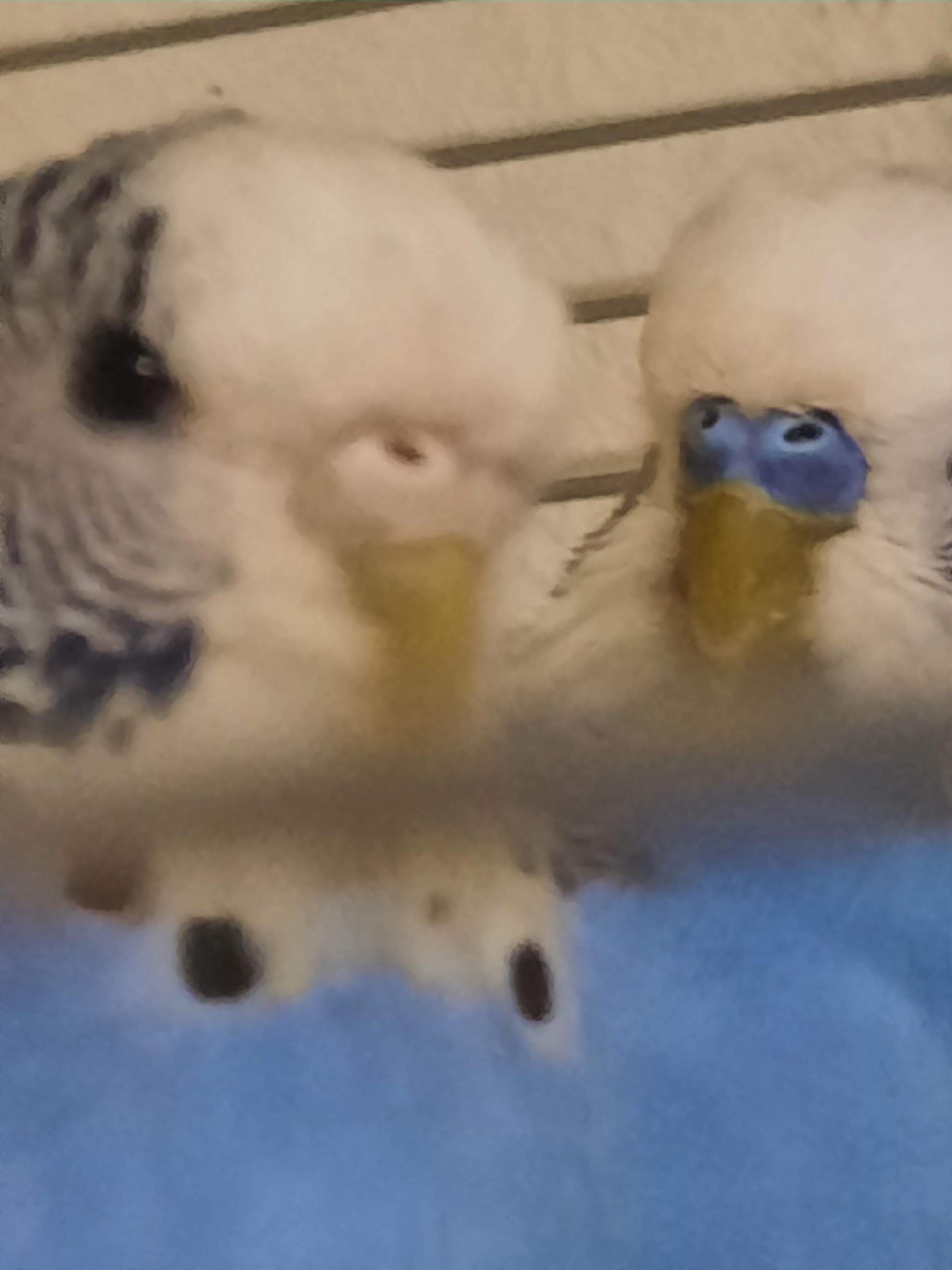 Sind meine wellis in brutstimmung? (Wellensittich, Brut)