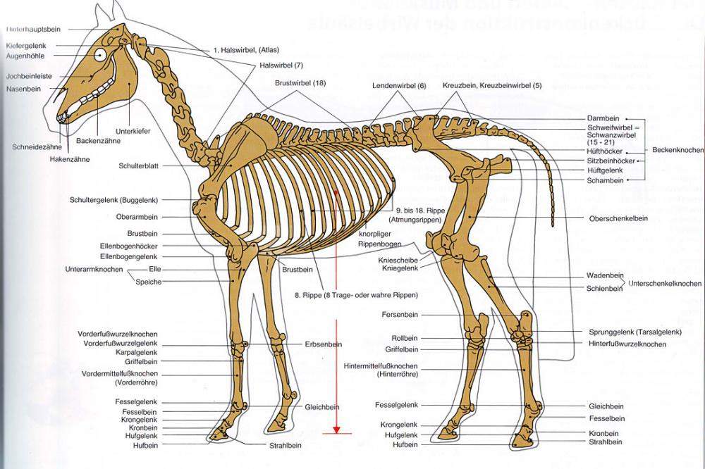 sind Schafe mit Pferden vergleichbar? (Pferd)