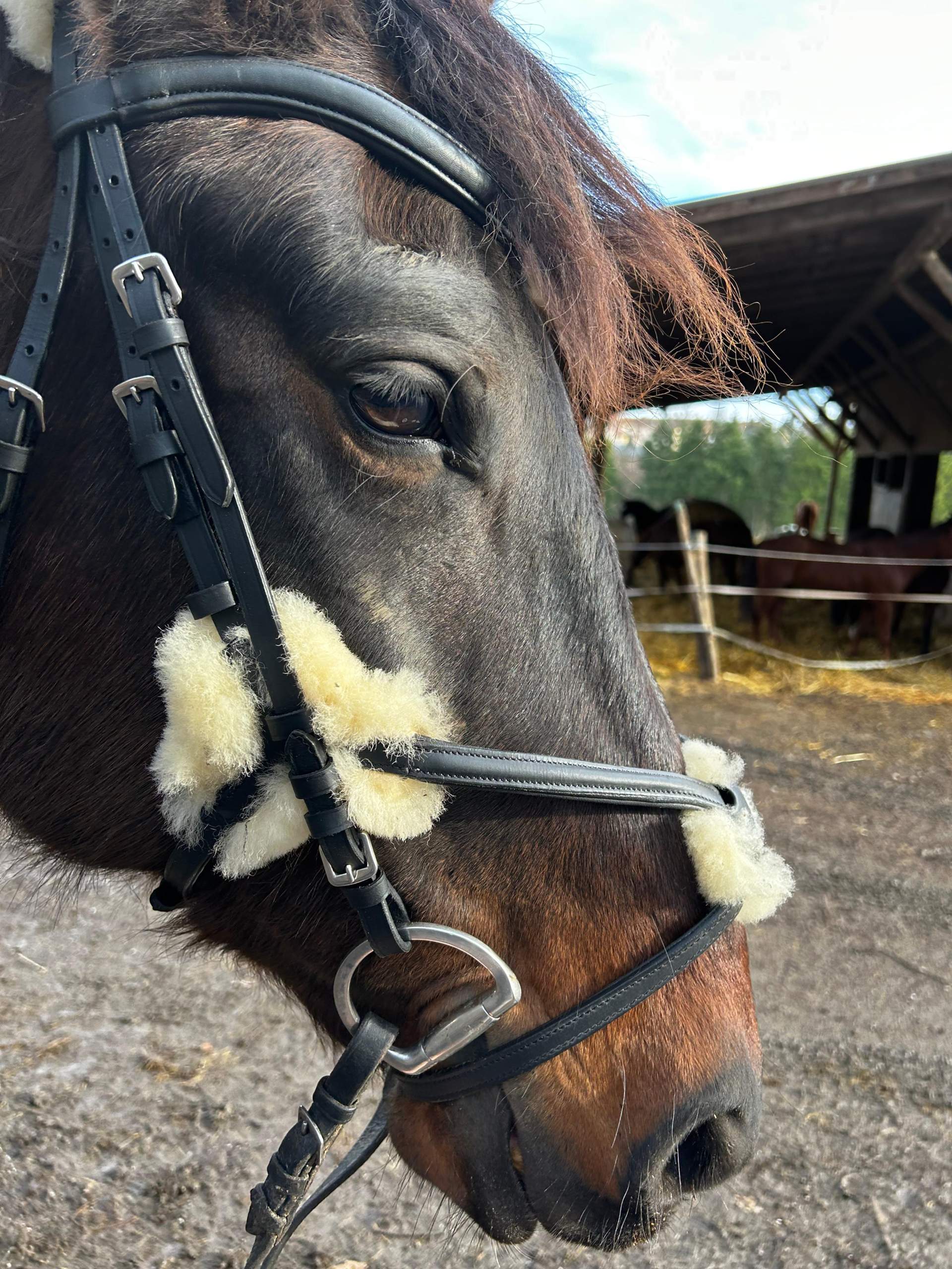 Sitzt das Zaumzeug richtig? (Pferd)