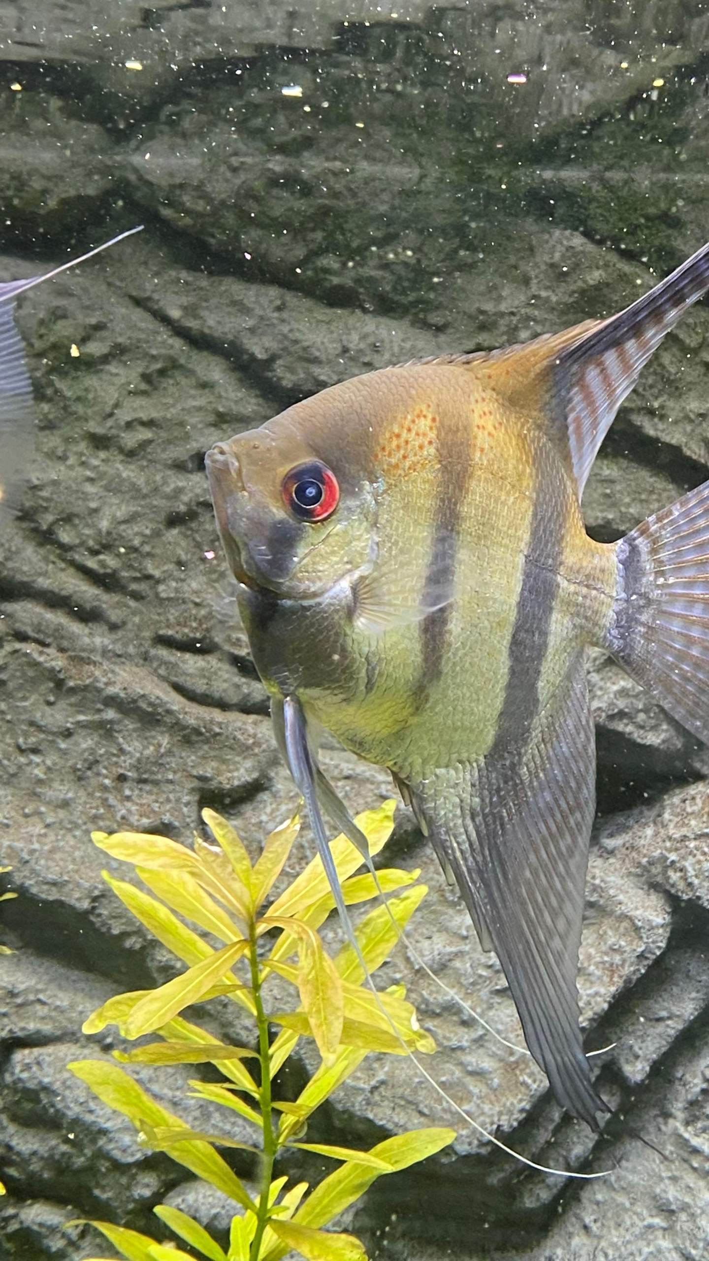 Skalar hat weißen Punkt im Auge? (Krankheit, Aquarium, Aquariumfische)