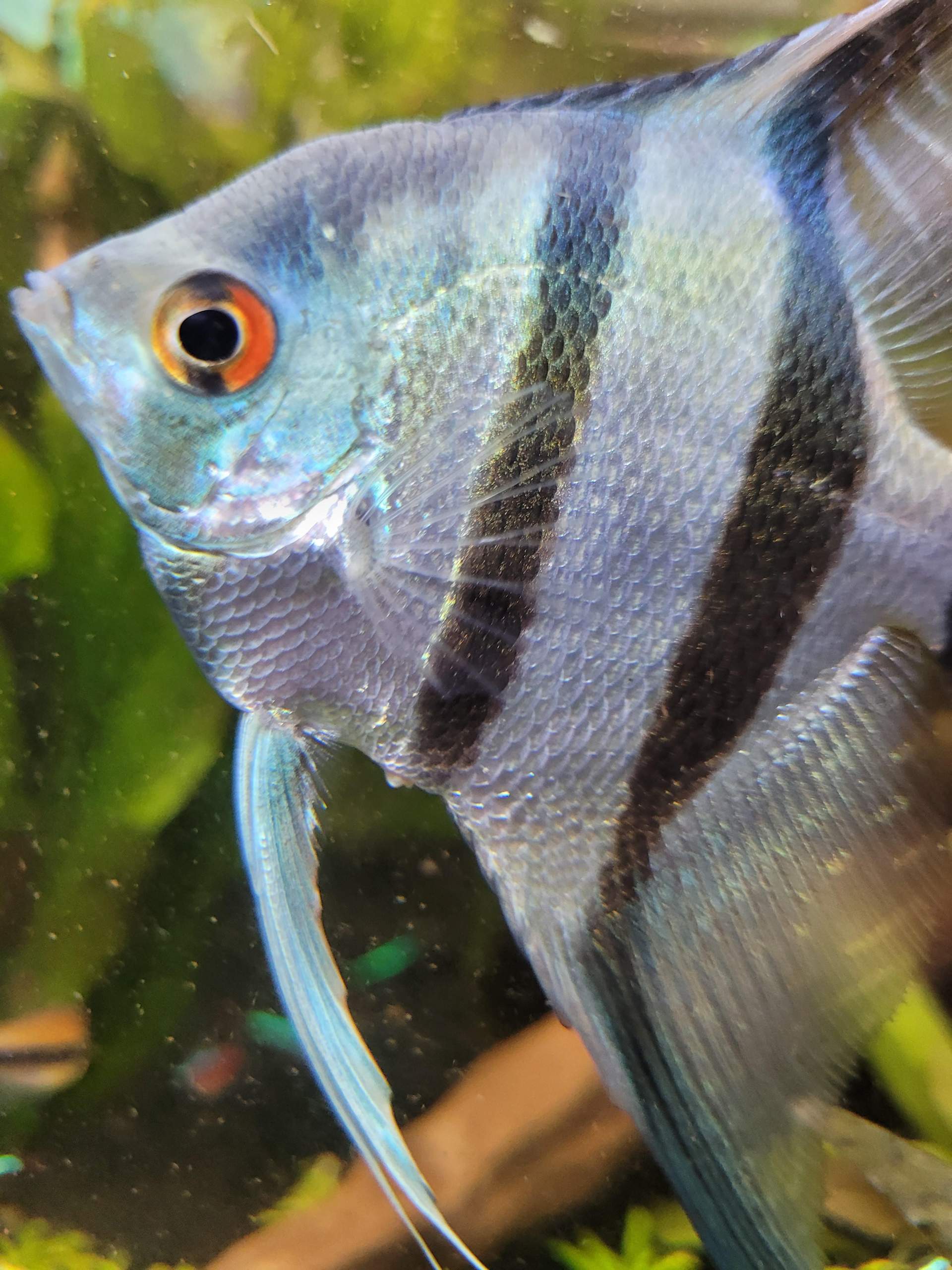Skalare blau Männchen oder Weibchen? (Aquarium, Geschlecht, Aquariumfische)