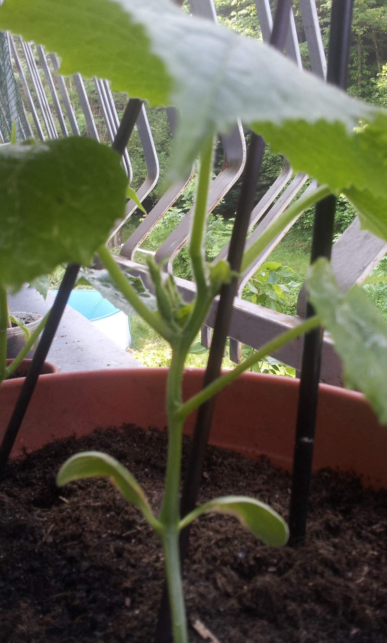 Sollte man Gurken ausgeizen? (Garten)