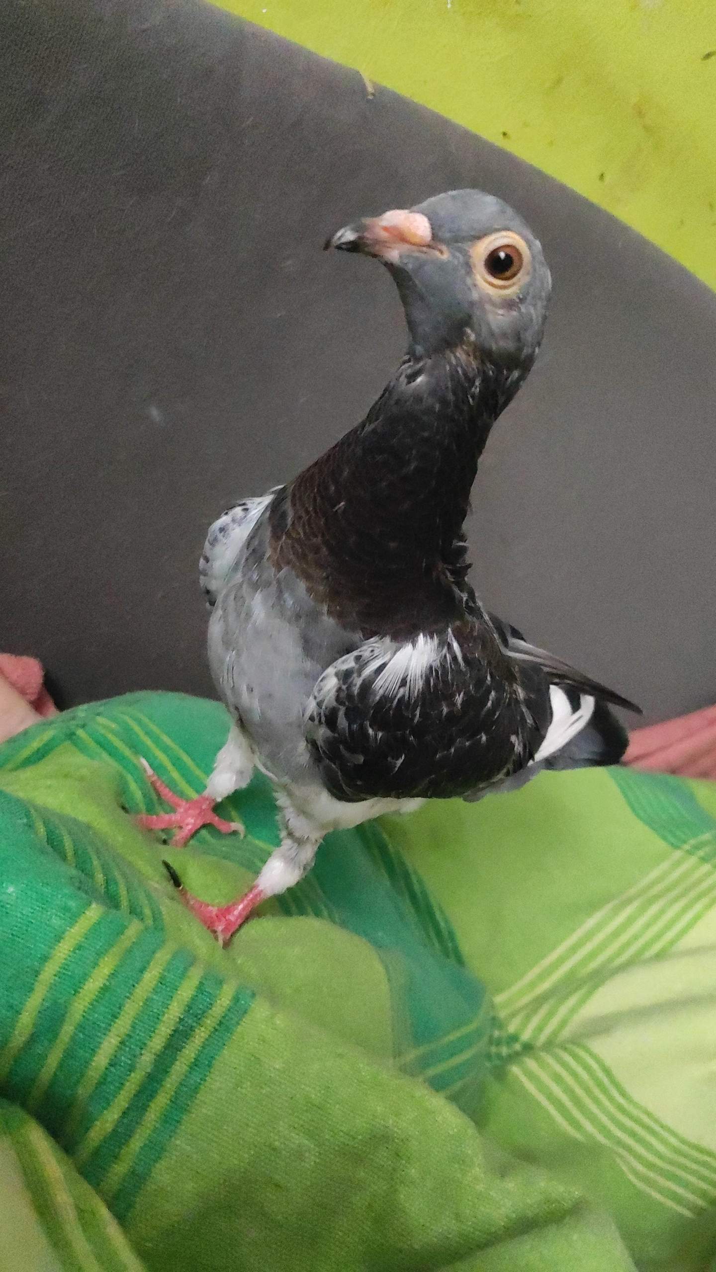 Spielen Junge tauben in dem sie picken? (Tierschutz, Vogelkunde)