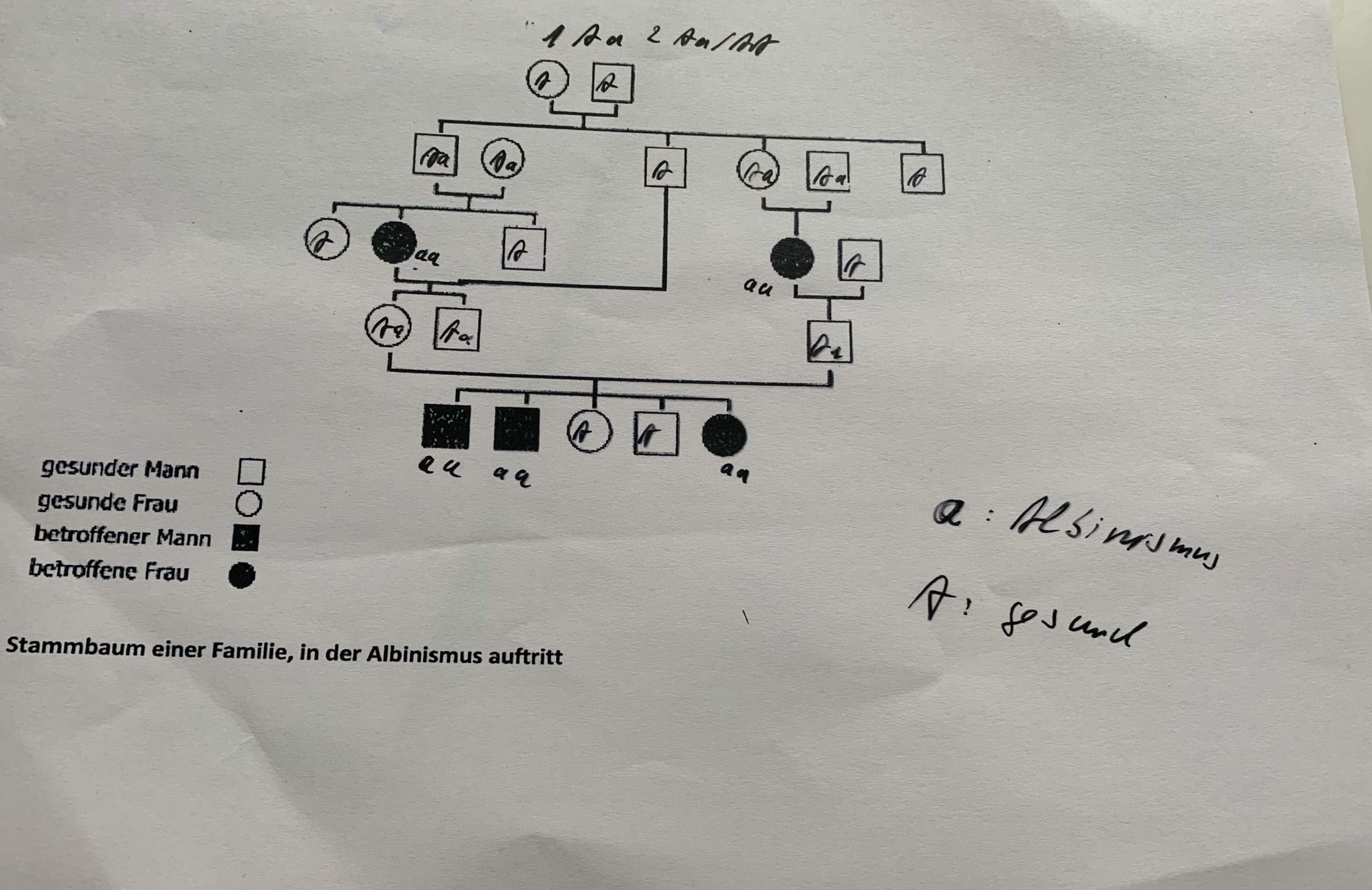 Albinismus Erbgang