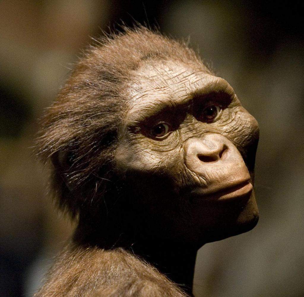 Stammen wir alle von Lucy ab? (Menschen, Biologie, Genetik)