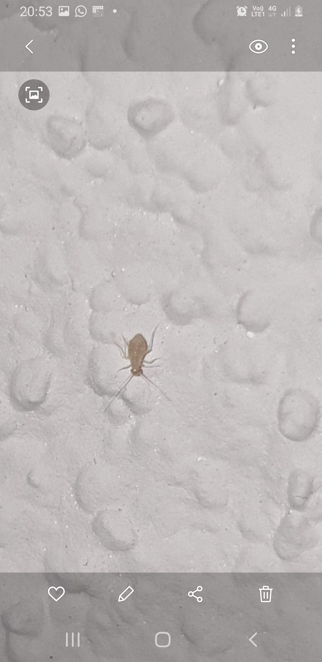 Staubläuse? (Insekten, Schädlingsbekämpfung, Parasiten)