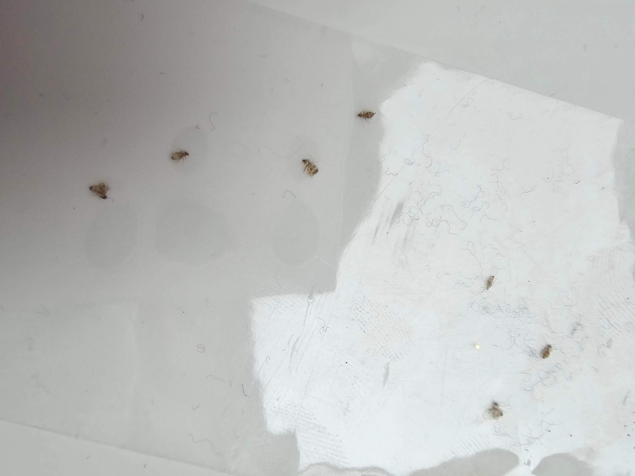 Staublaus Klein Ungeziefer Im Haus