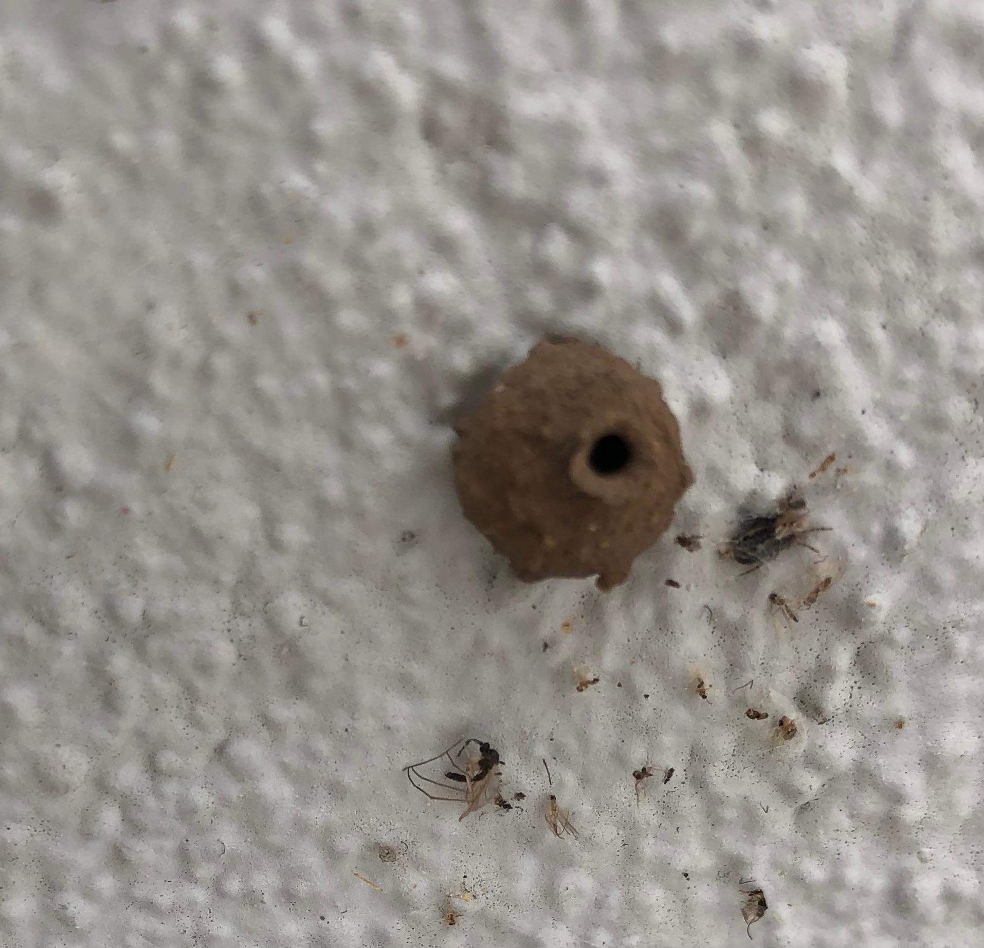 Steckt hier ein Insekt dahinter? Wenn ja: welches? (Insekten, Nest)