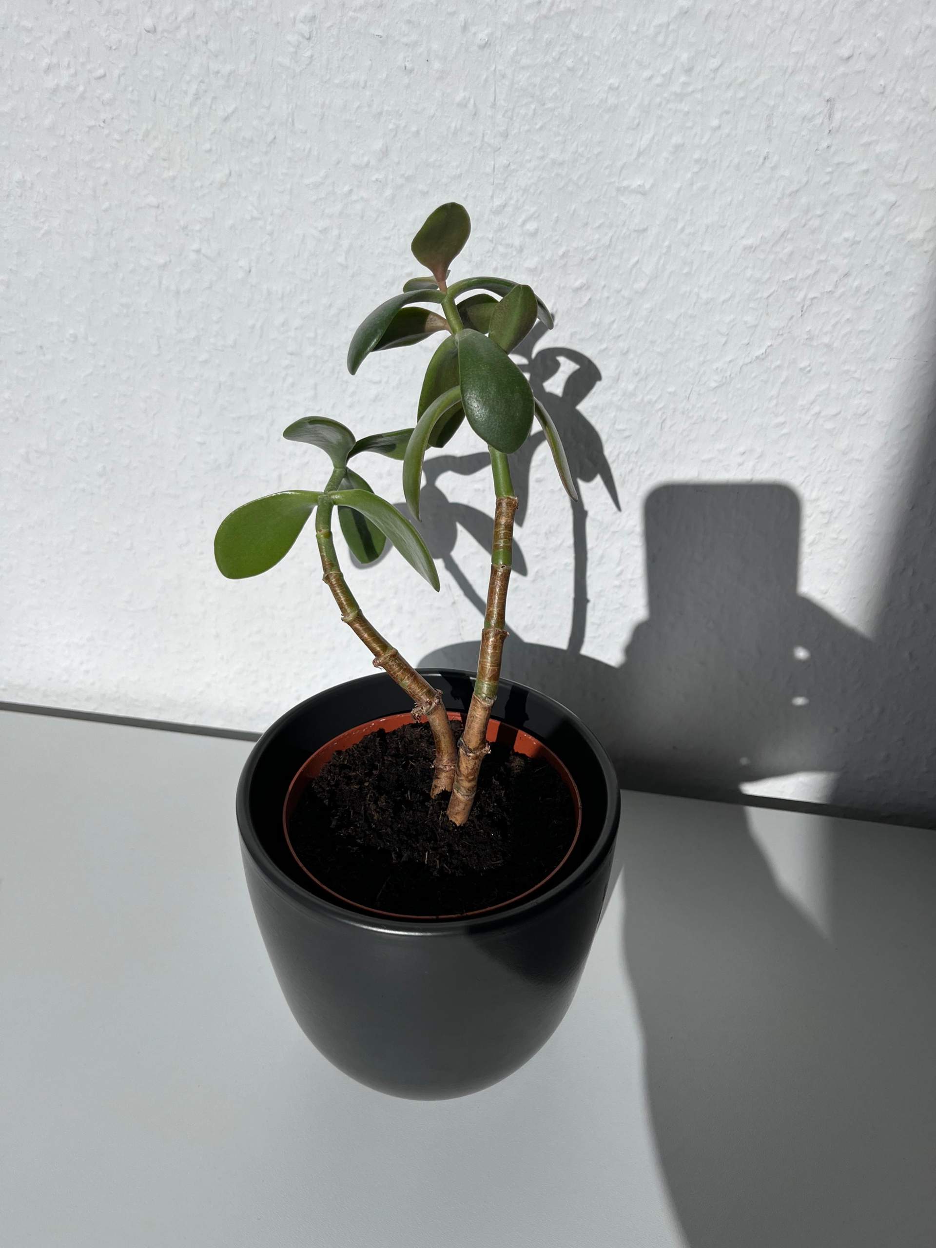 Steht die crassula Ovata (Pfennigbaum) richtig so? (Blumen ...