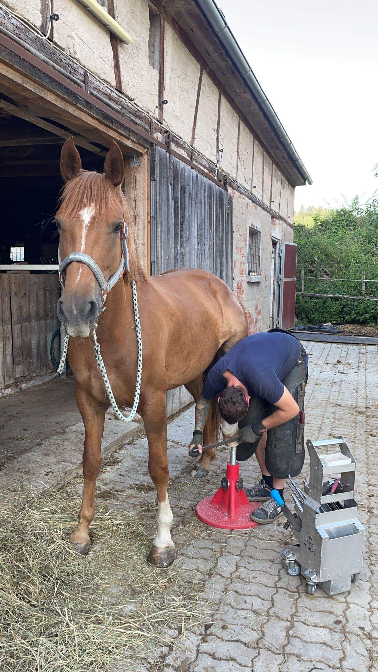 Stimmt die Pferderasse im Equidenpass? (Pferd, Rasse, Pferderassen)