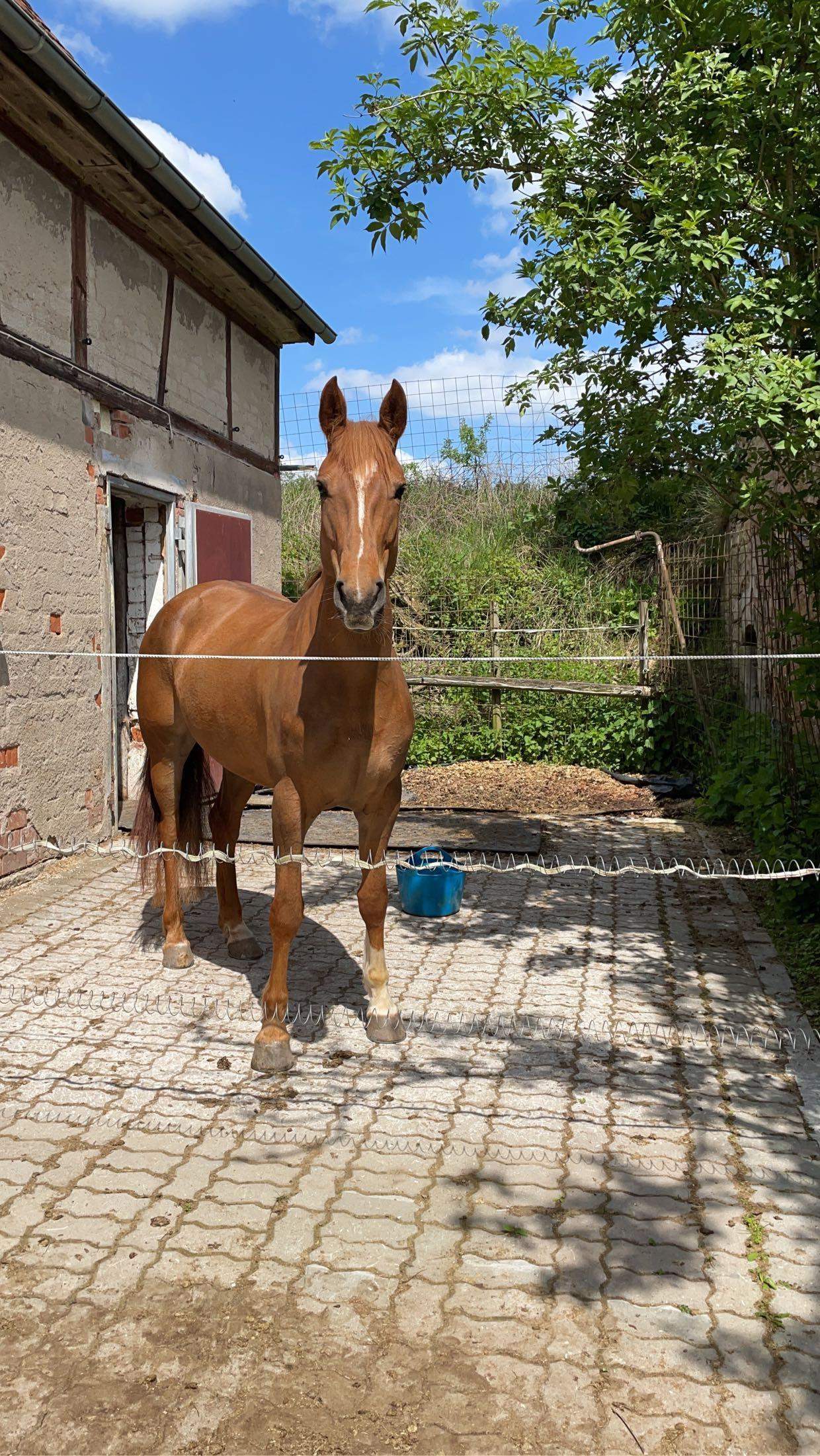 Stimmt die Pferderasse im Equidenpass? (Pferd, Rasse, Pferderassen)