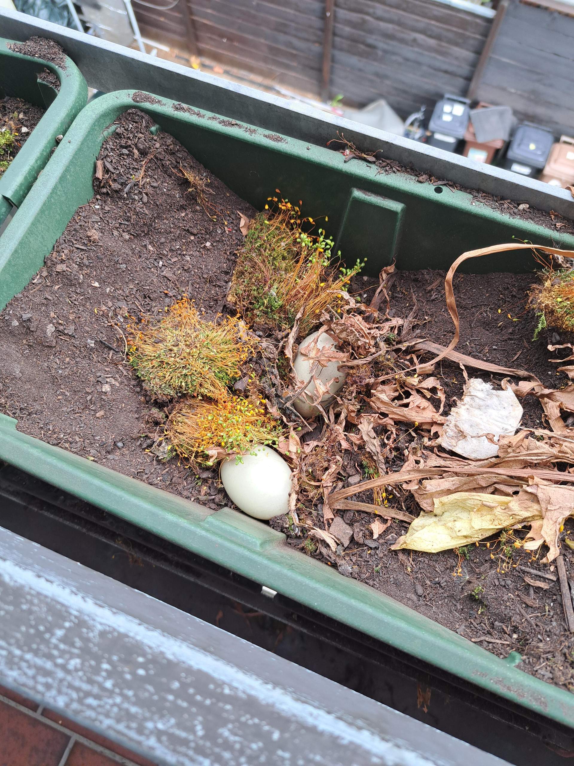 Stockenteneier ohne mutter wie lange? (Tierarzt, Eier, Brüten)