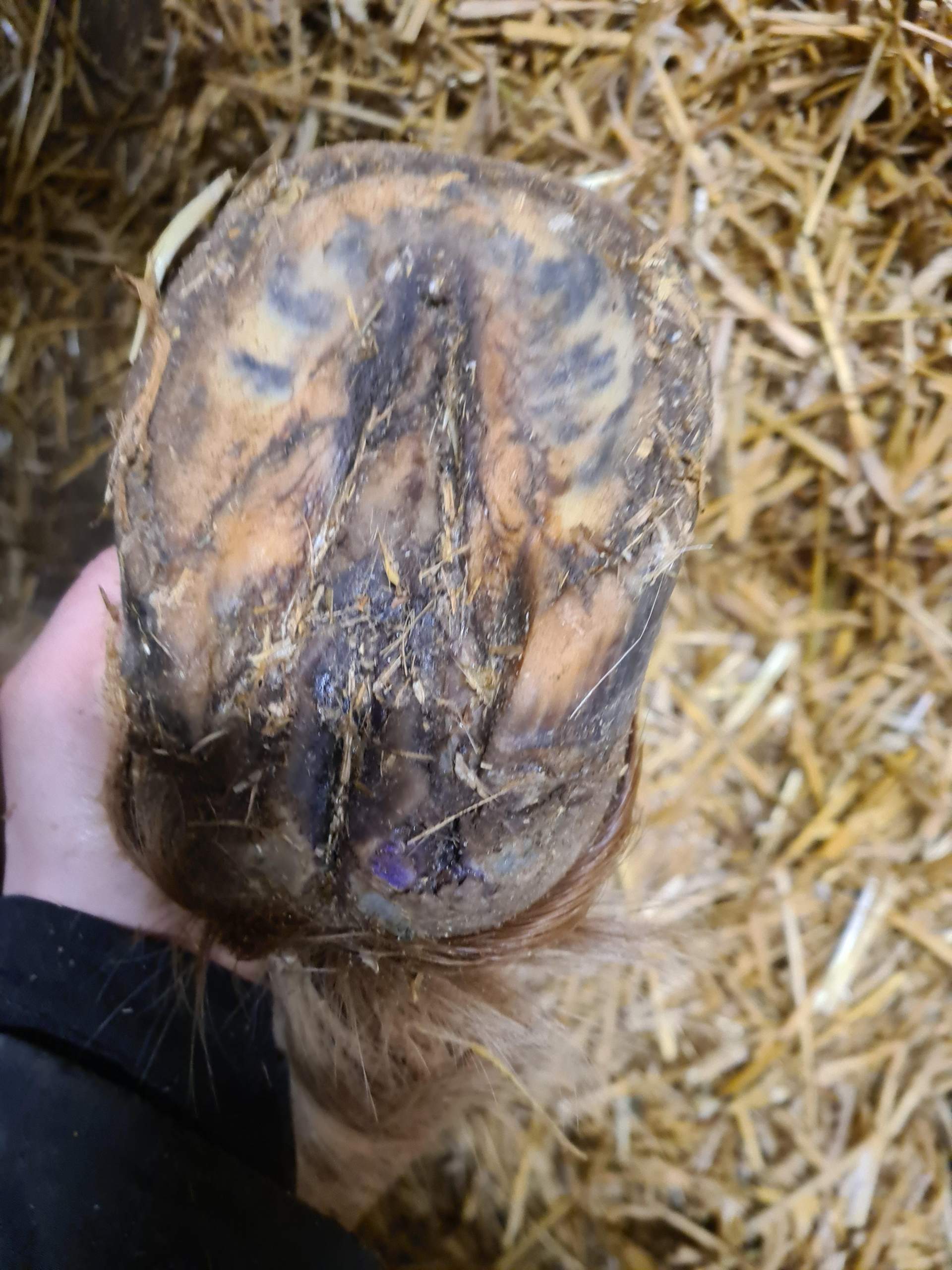 Strahlfäule und ballen? (Tierarzt, Tiermedizin, Stall)