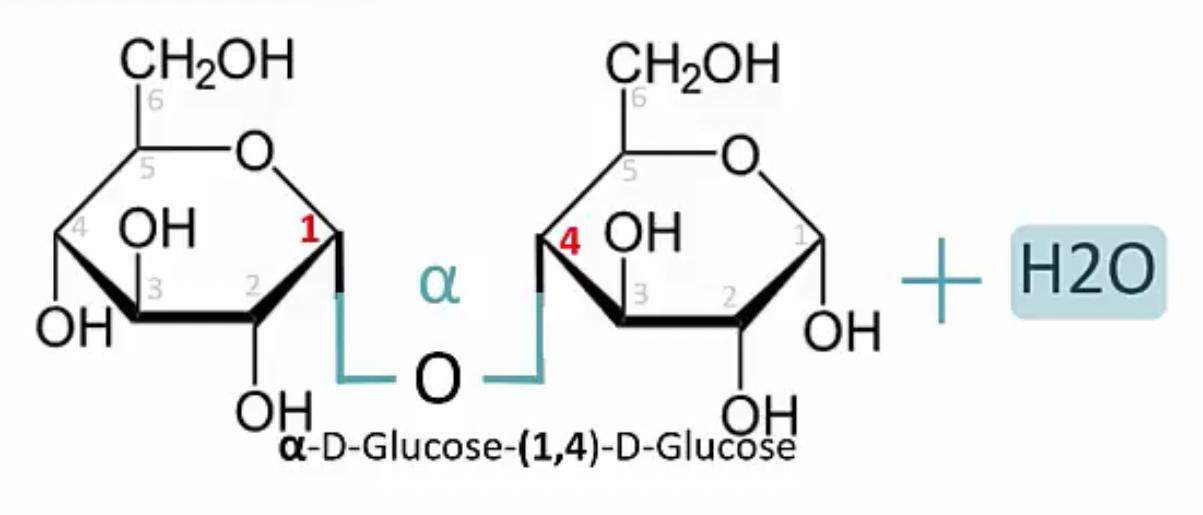 Strukturformel Saccharide? (Schule, Chemie, Video)