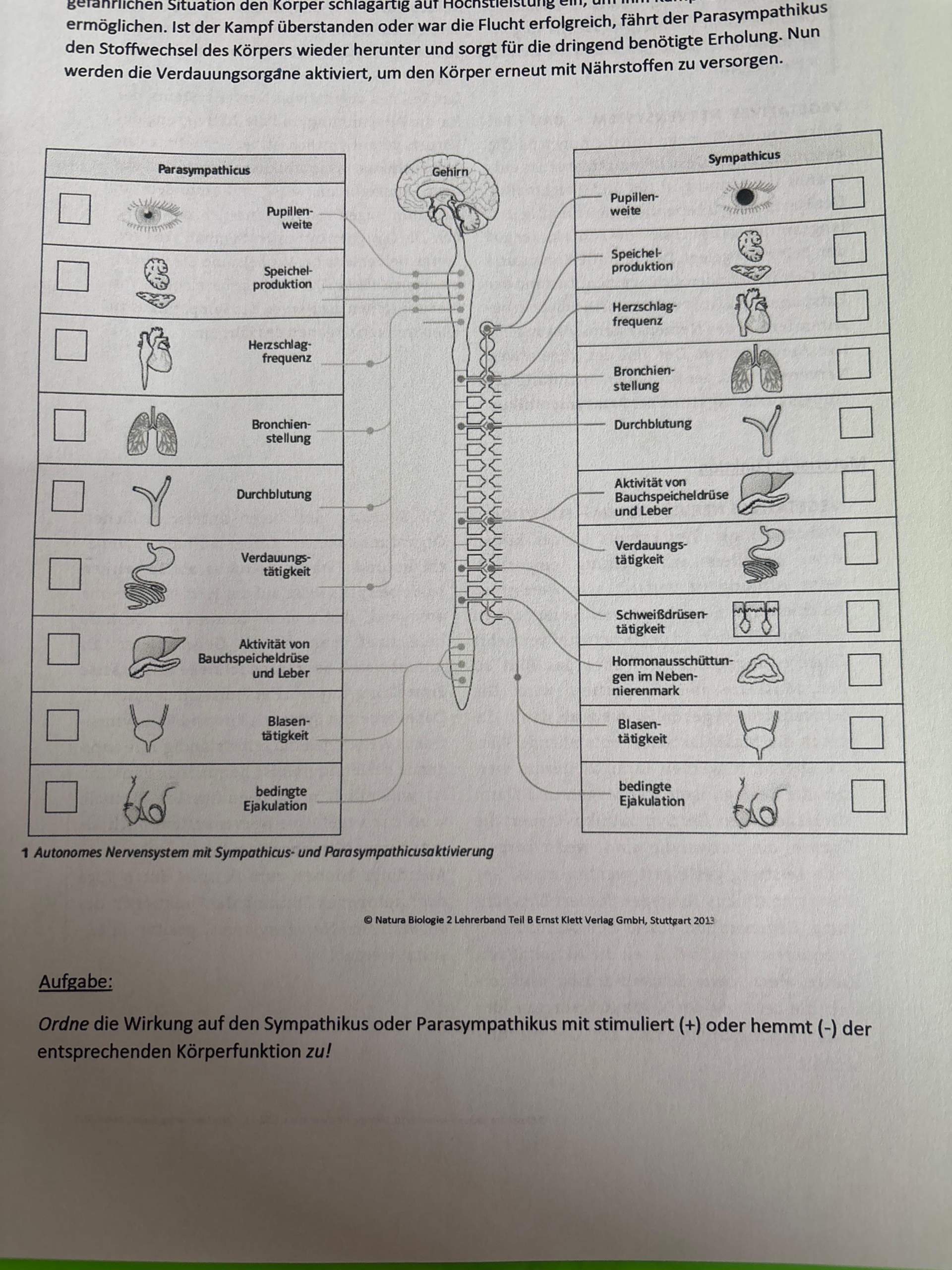 Sympathikus und Parasympathikus? (Biologie, Naturwissenschaft)