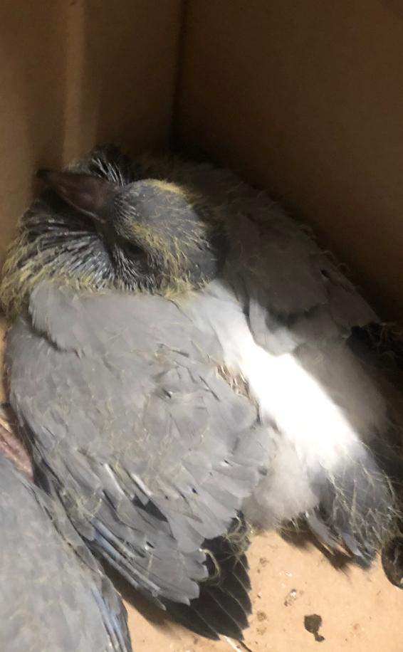 Tauben babys, wie man das alter von ringtauben Babys einschätzen kann ...