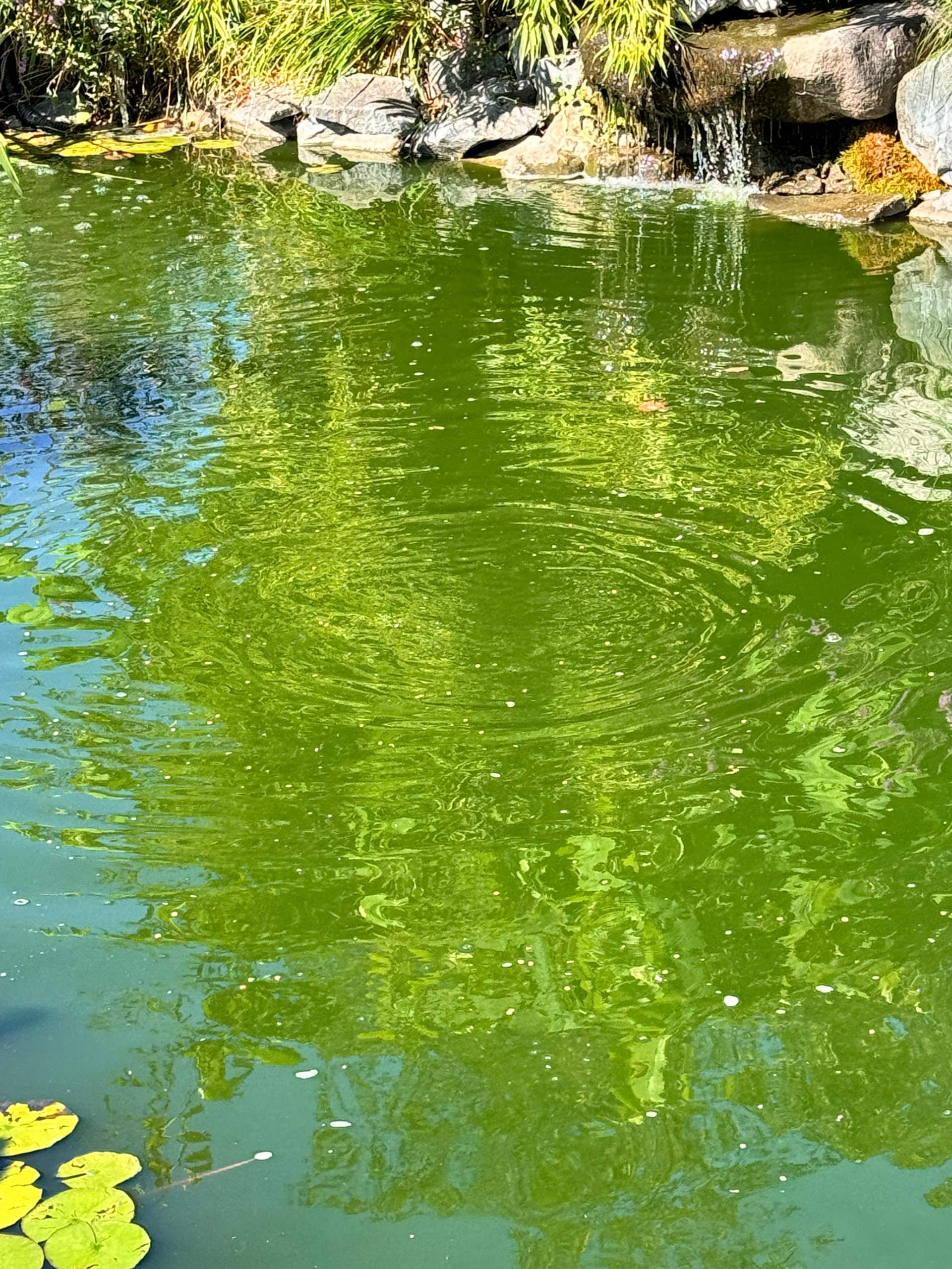 Teich zu grün? (Gartenteich, Koi, Teichfische)