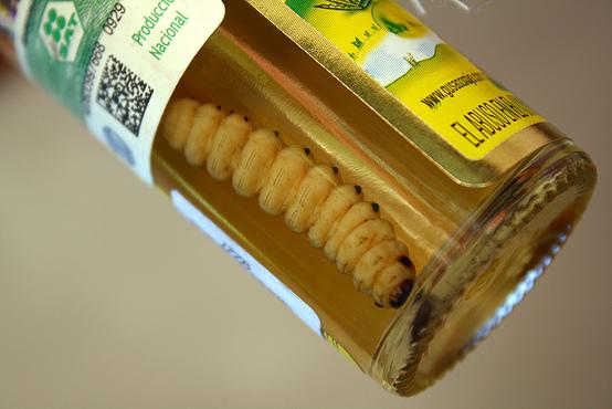 Tequila Raupe (Larven)