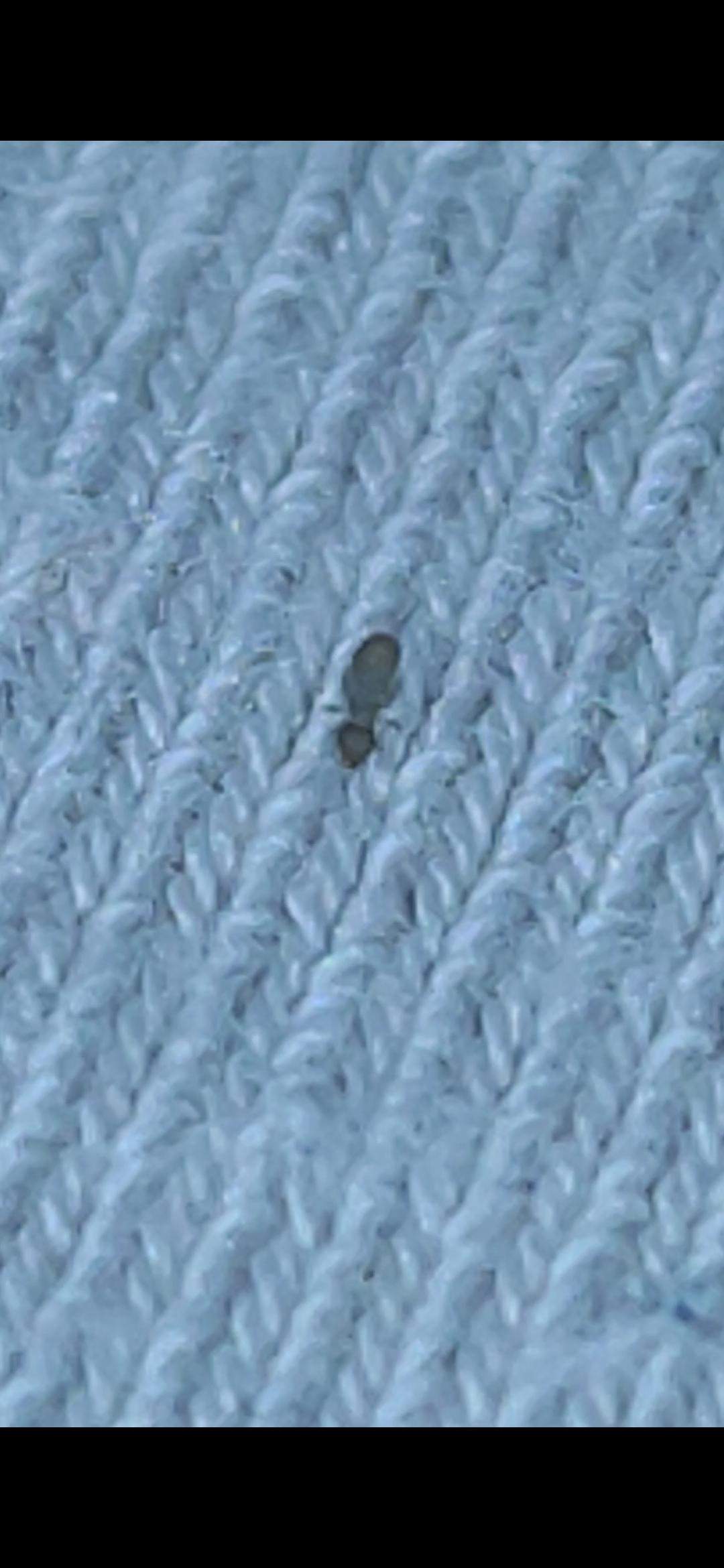 Termite im Bett? (Insekten, Schädlinge)