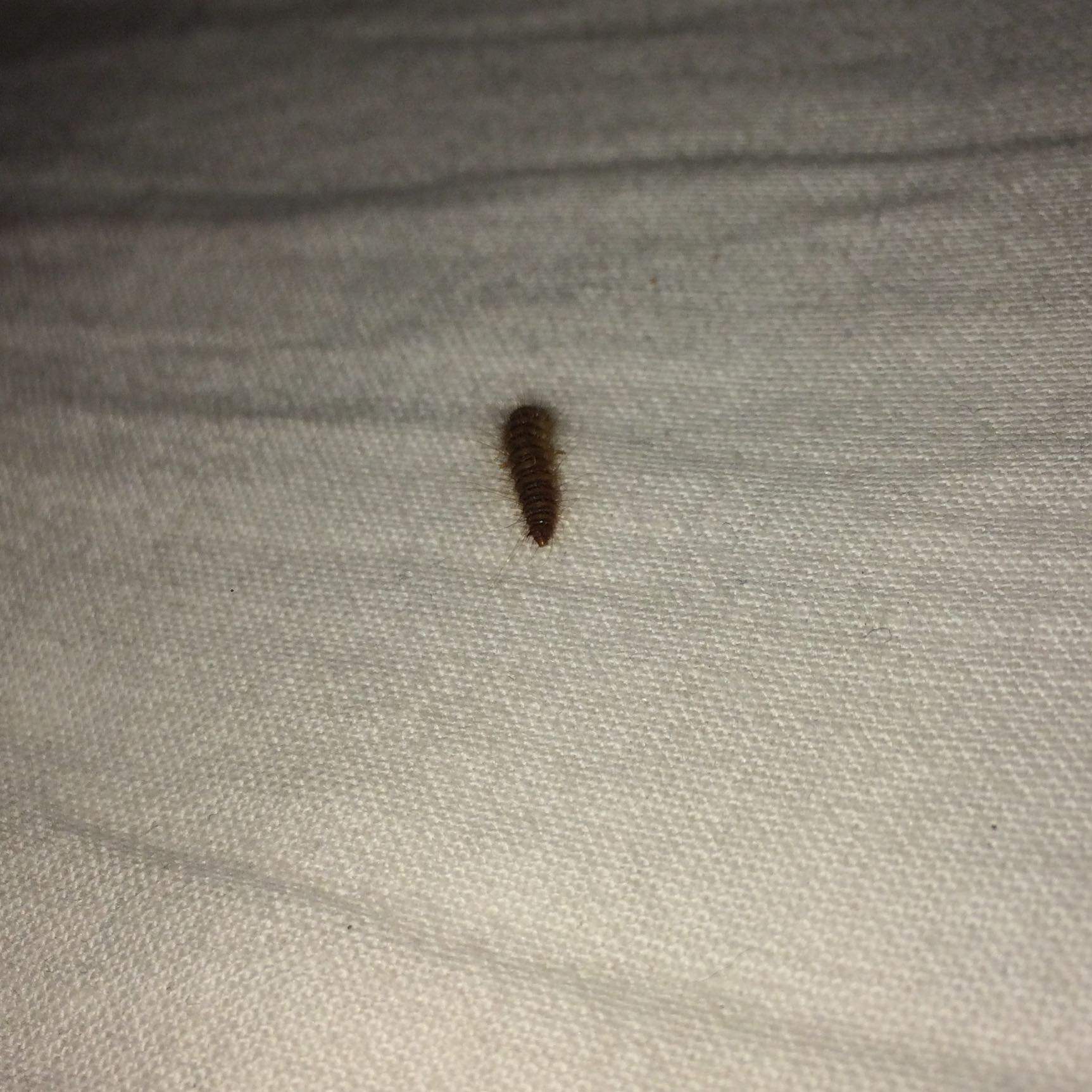 Tier im Bett gefunden, Raupe? (Tiere, Insekten)