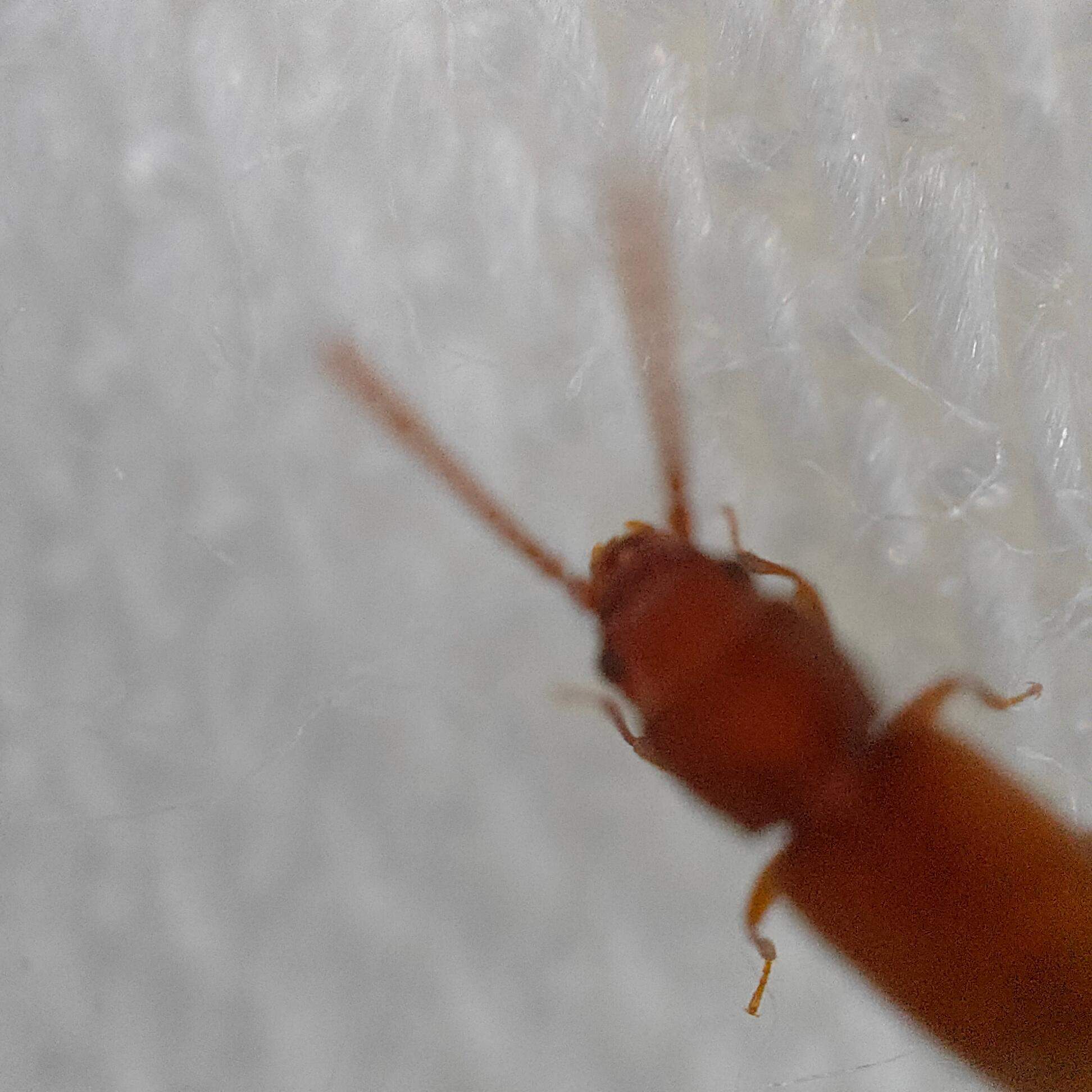 Tierchen im Bett (Flöhe)? (Reise, Insekten, Asien)