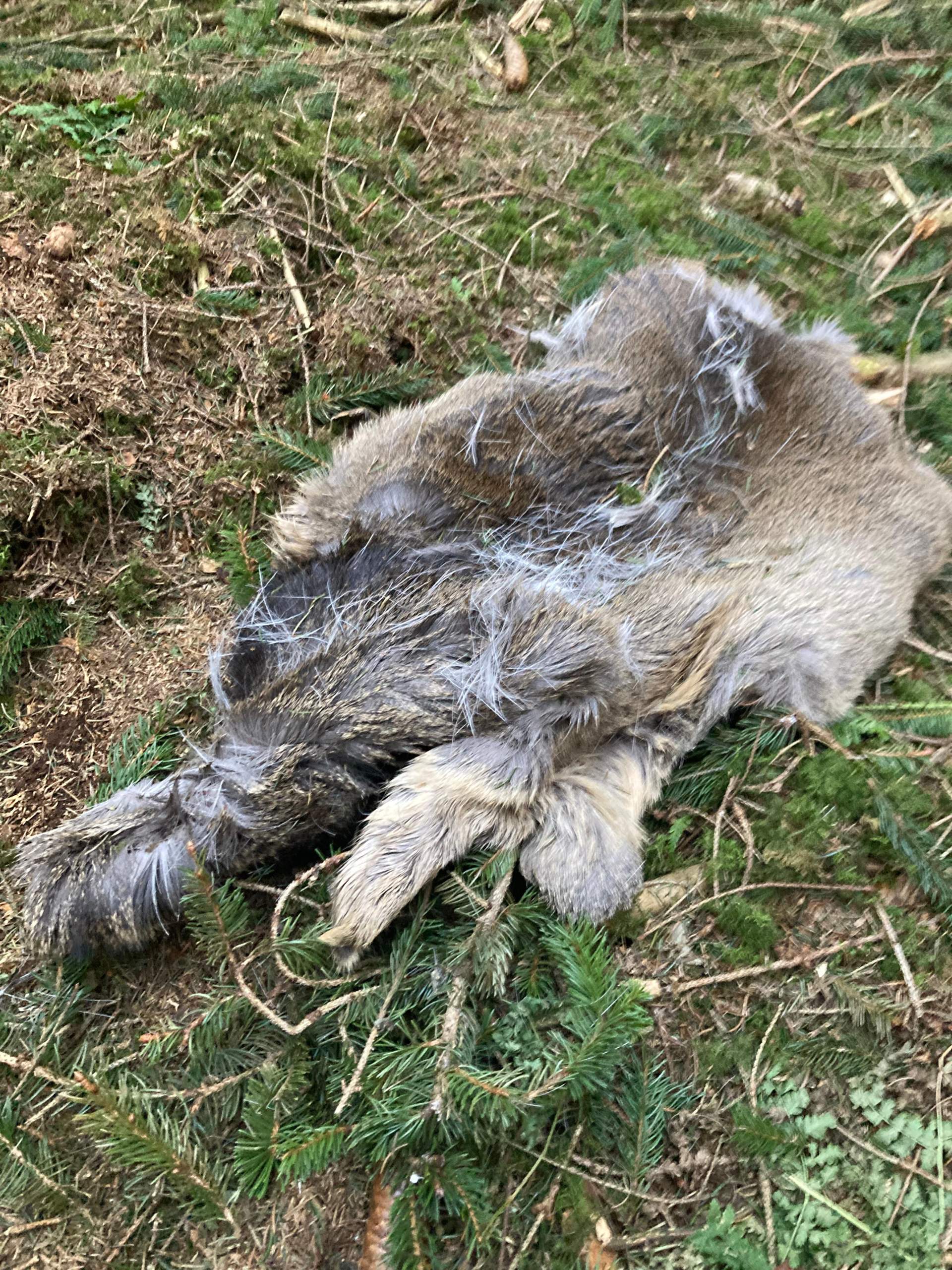 Tierfell im Wald? (Wildtiere, Jäger)