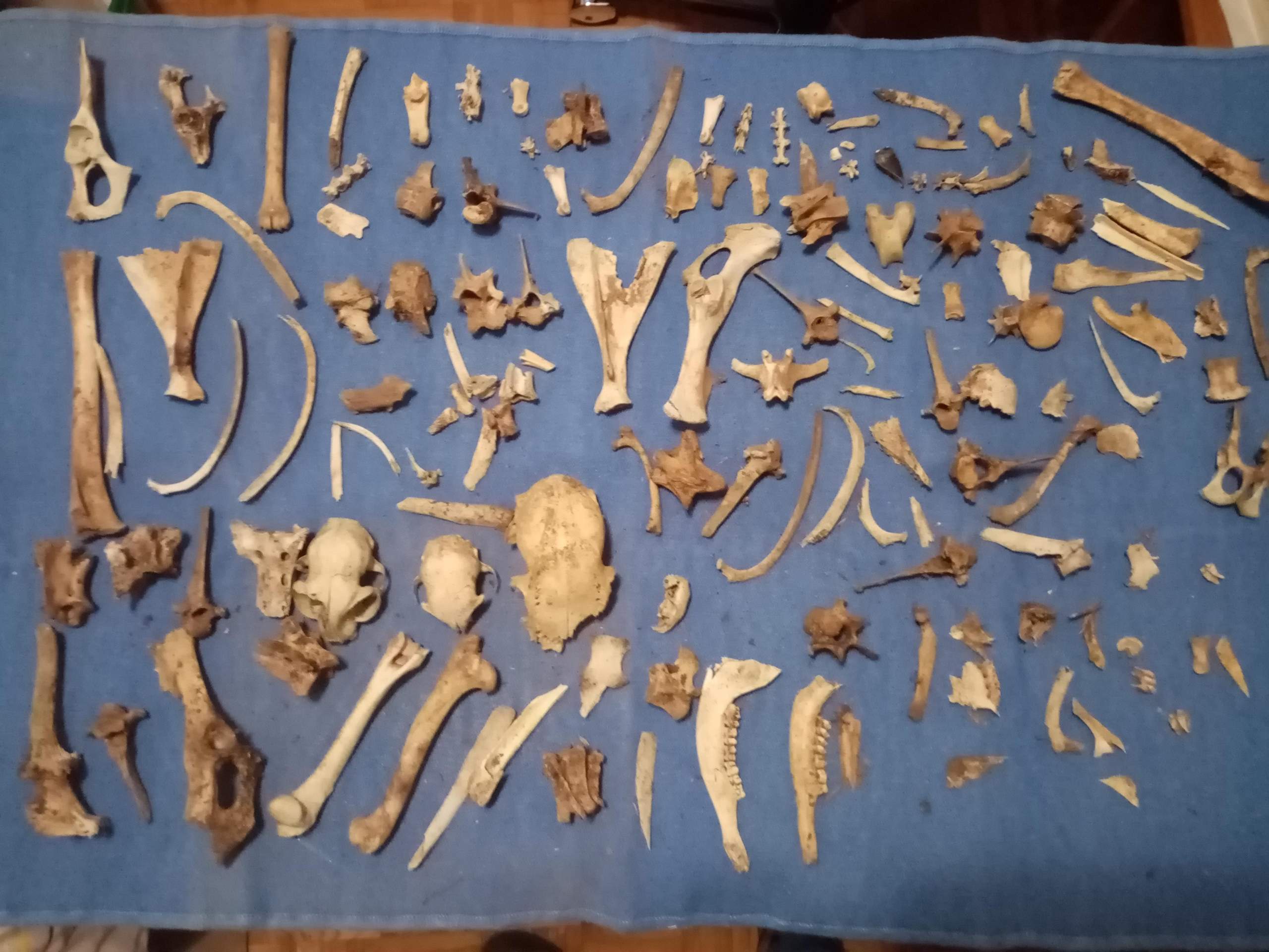 Tierknochen untersuchen lassen in Österreich? (Medizin, Tiere, Arzt)