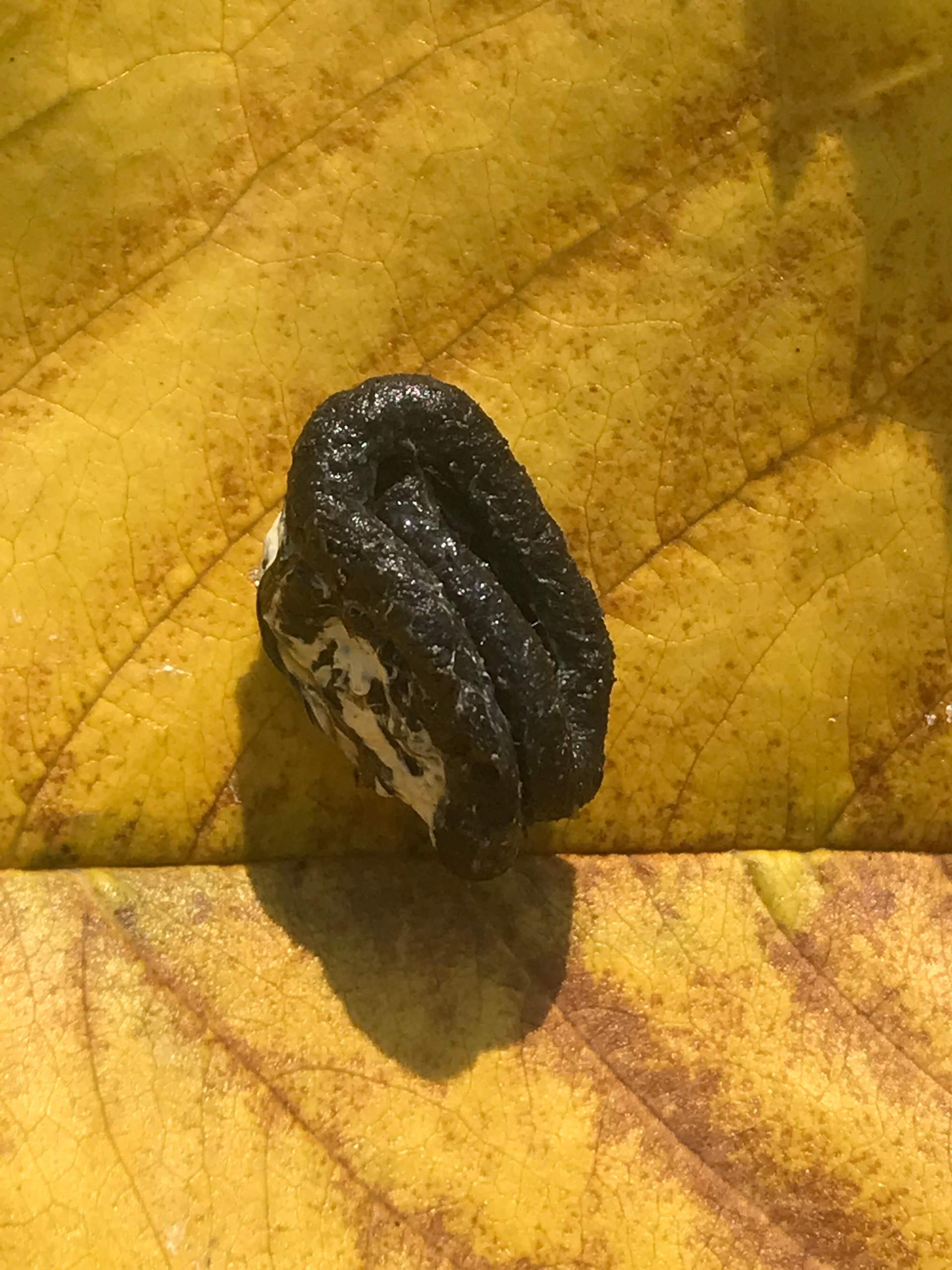 Tierkot - von welchem Tier? (Vögel, Kot, Wildtiere)