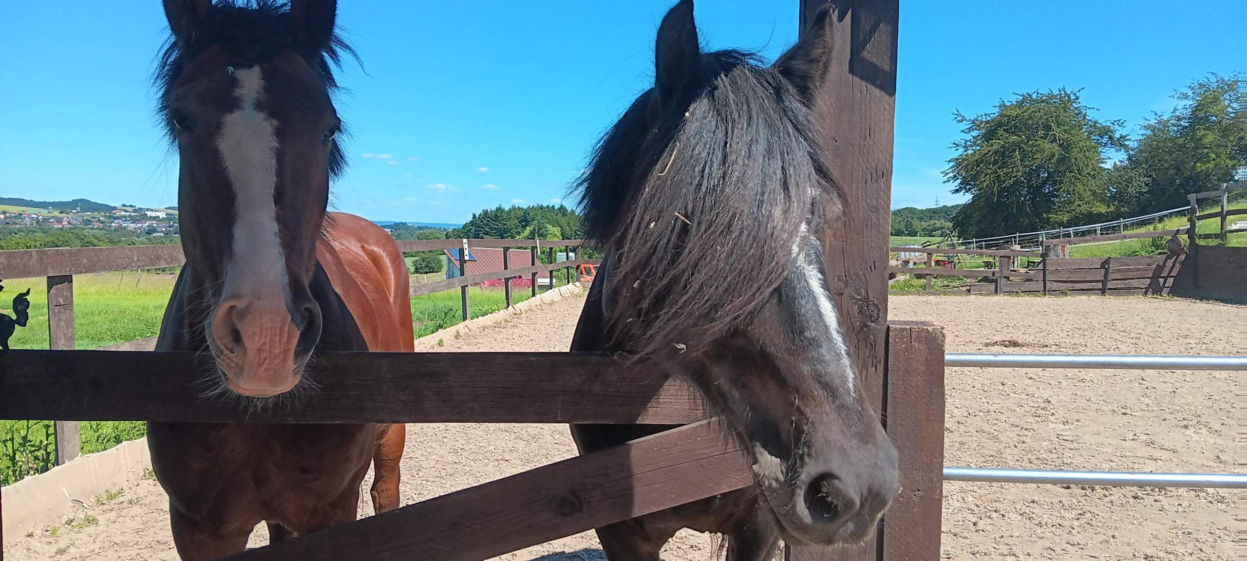 Tipps fürs reiten (trab)? (Traben)