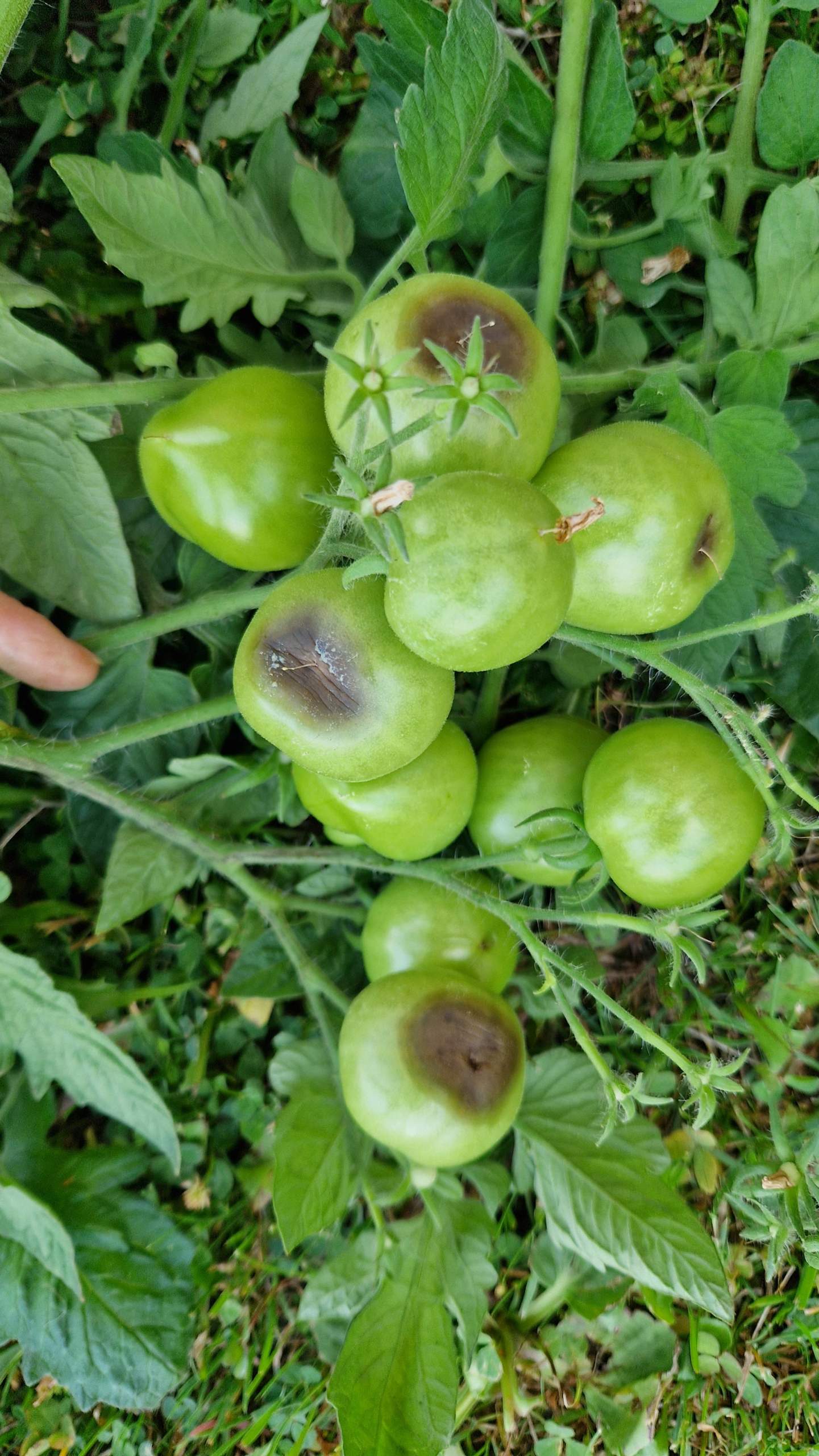 Tomate Innen Schwarz