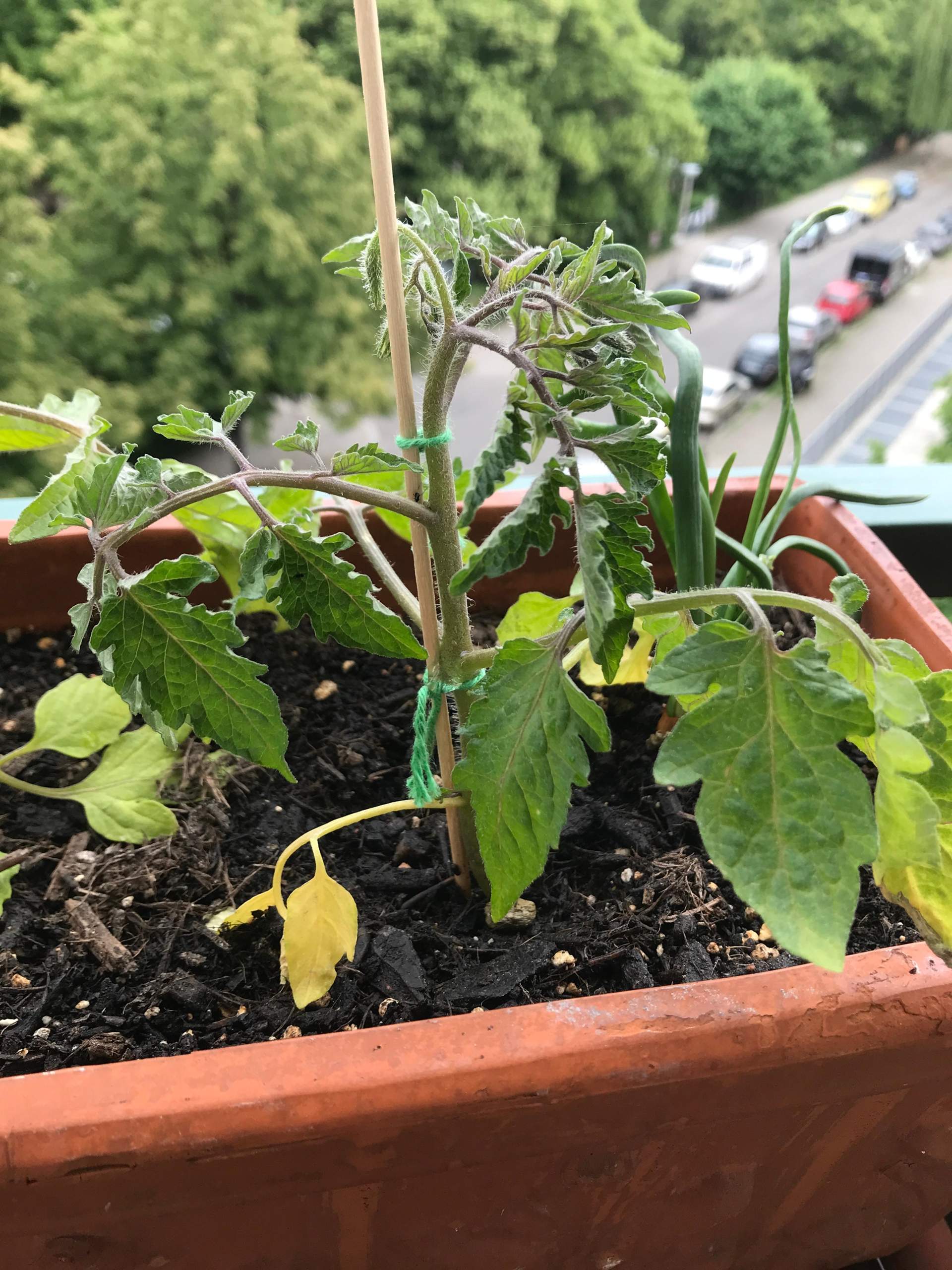 Tomatenpflanze Wachst Nicht