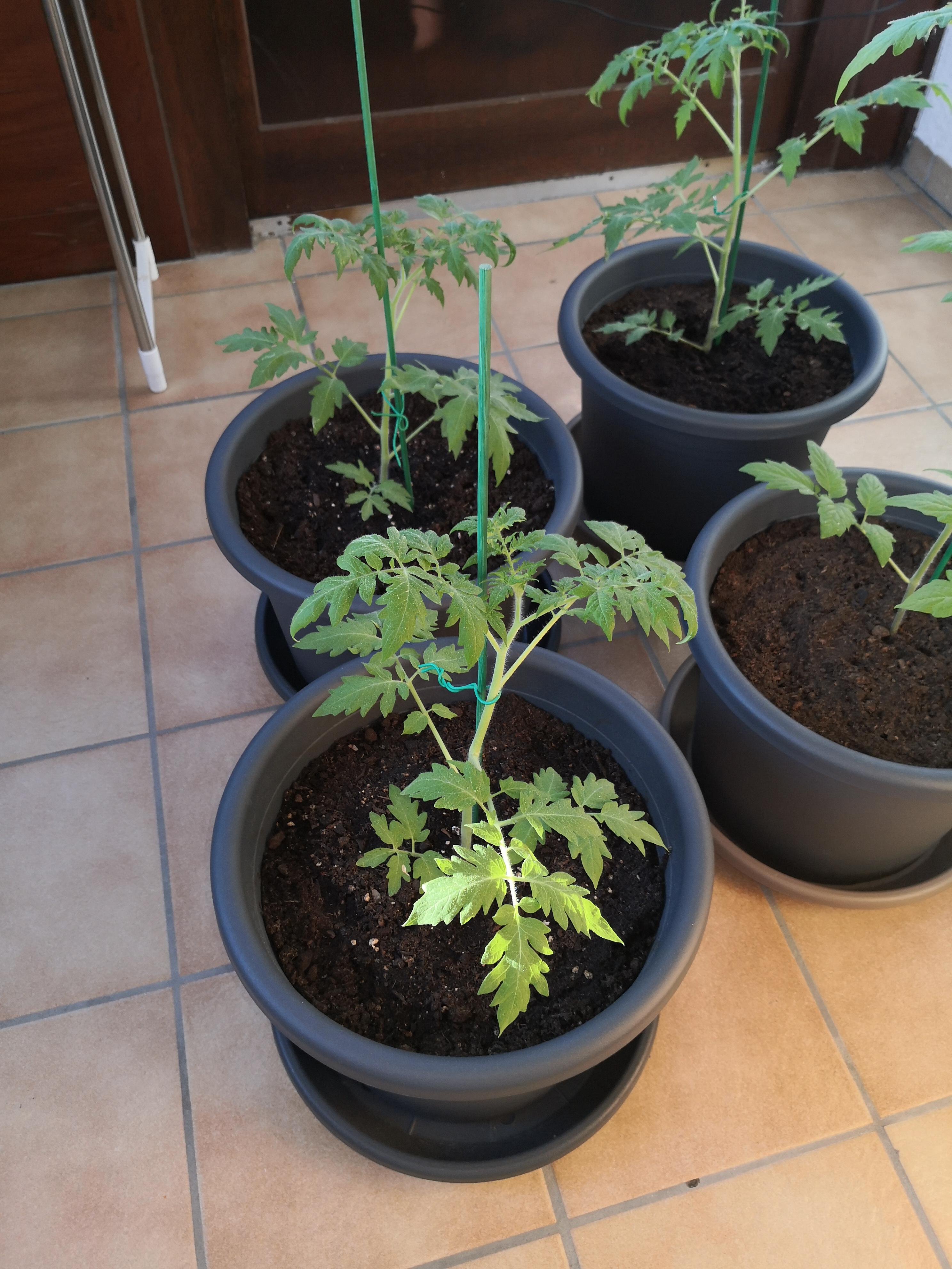 Tomatenpflanzen Pflege? (Pflanzenpflege, Tomaten, gartenarbeit)