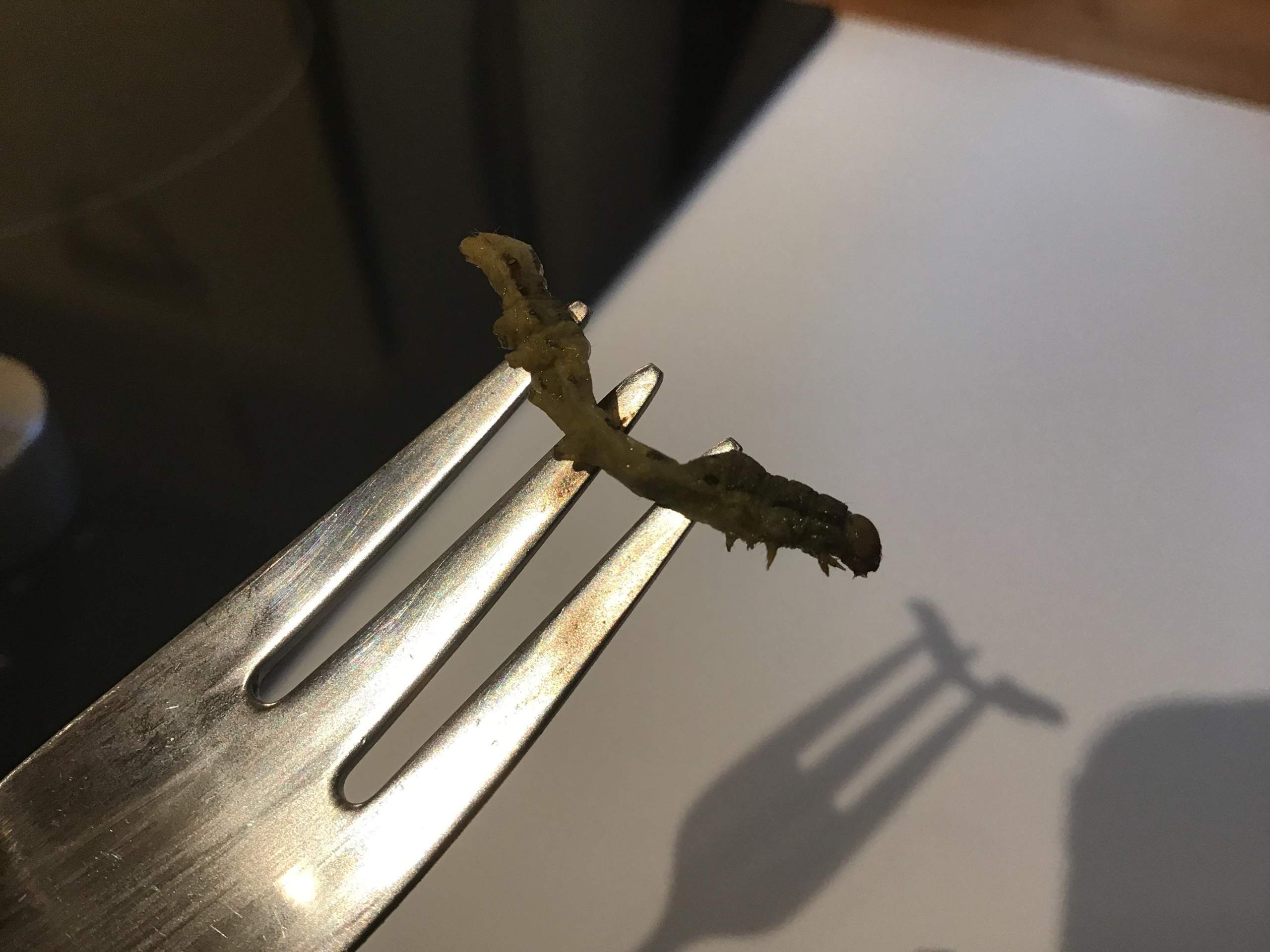 Tote Raupe in Dosenerbsen gefunden - soll man sowas melden? (Essen ...