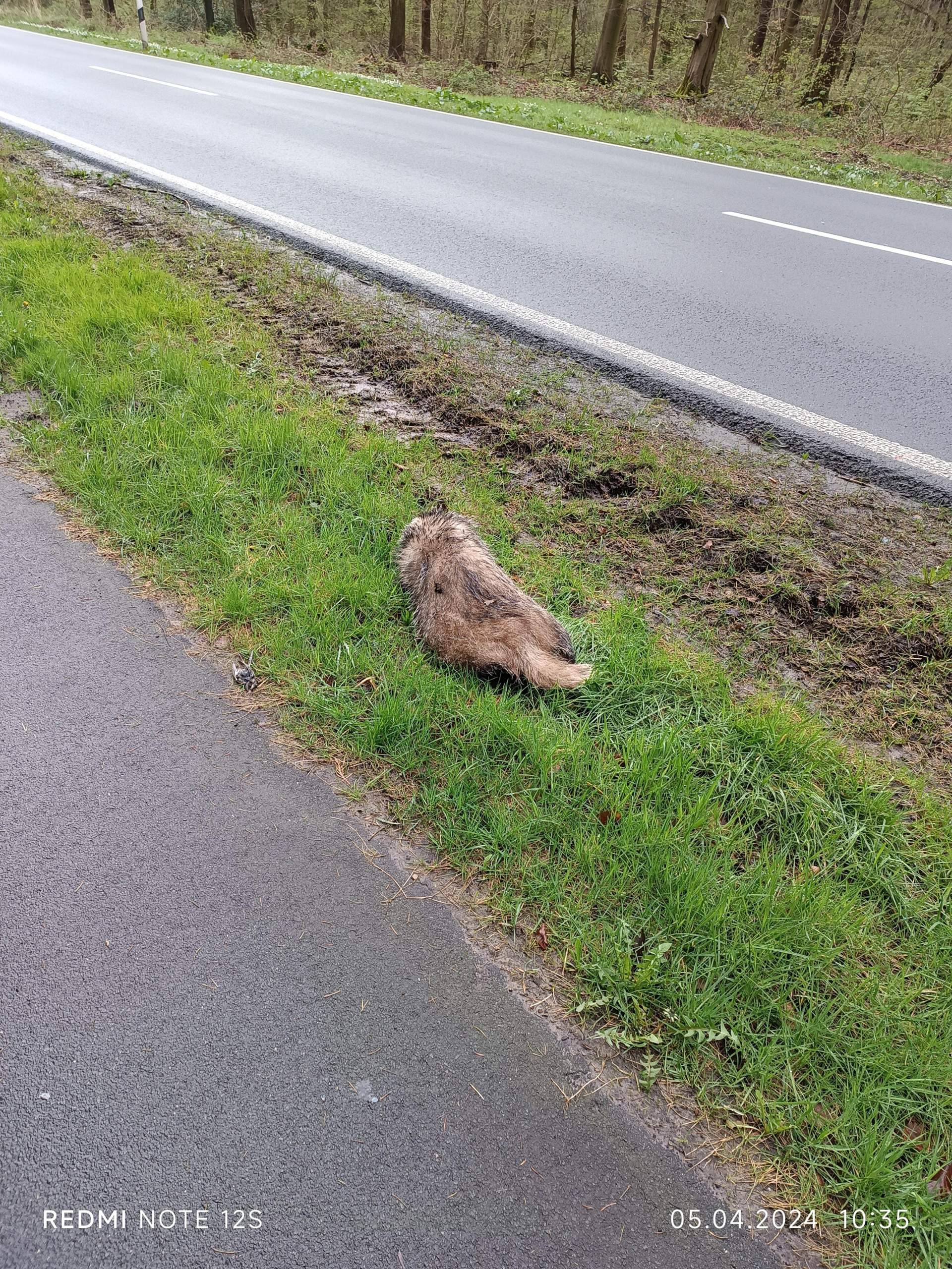 Totes Tier ich habe leider keine Ahnung was das für ein Tier ist ...