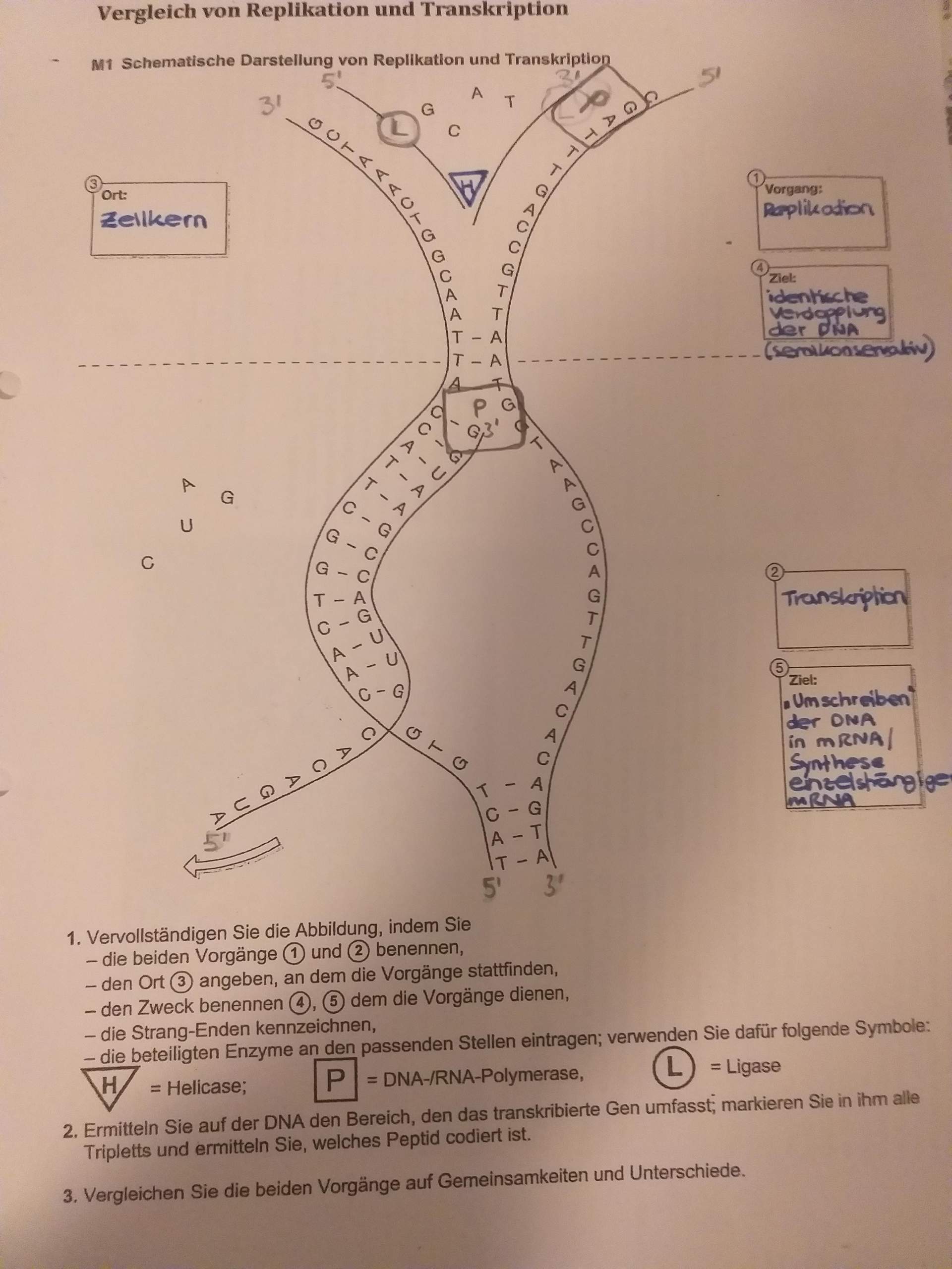 Transkription? (Schule, Biologie, Genetik)