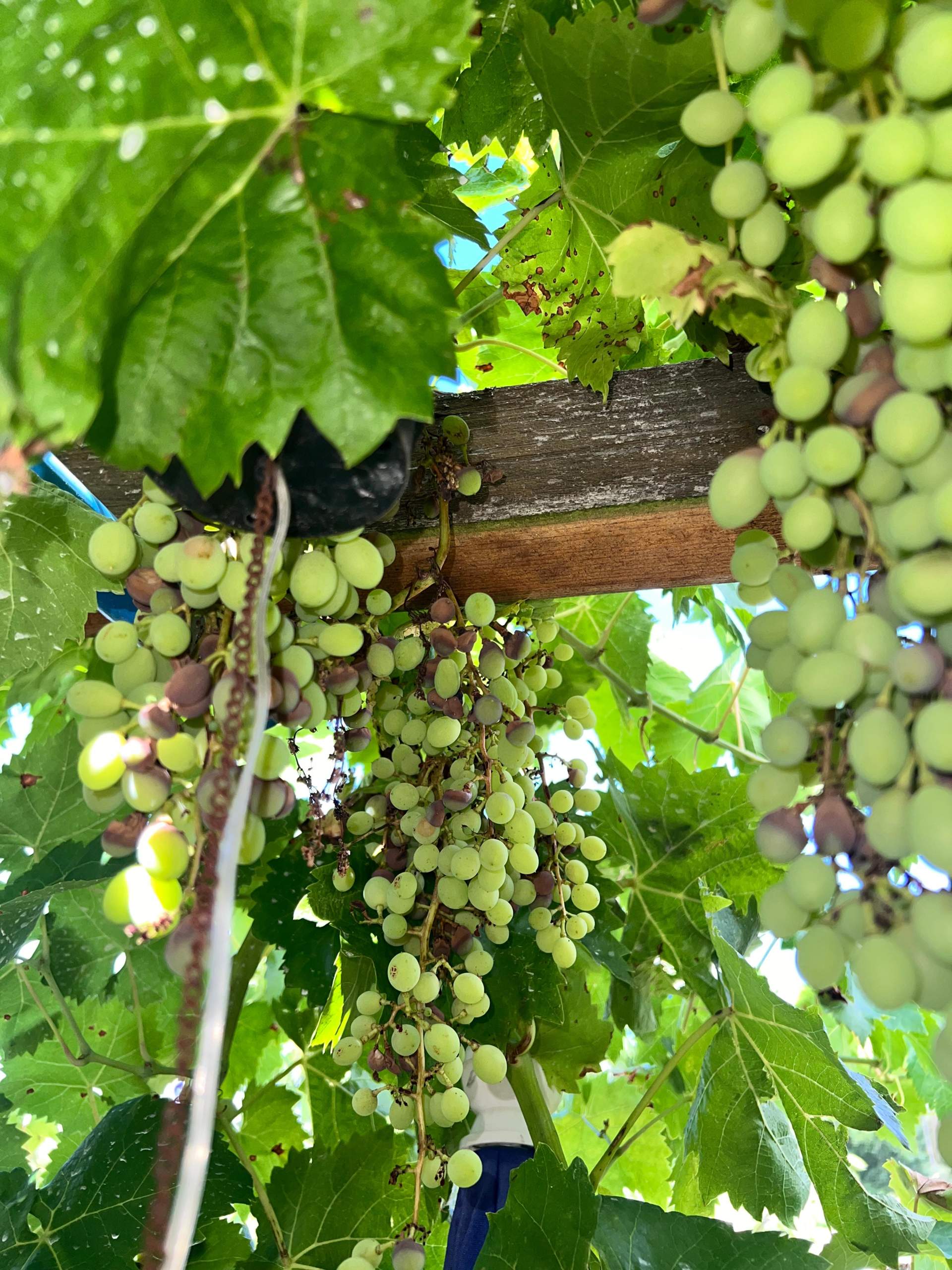 Trauben werden braun, was tun? (Obst, Pflanzenpflege, Früchte)