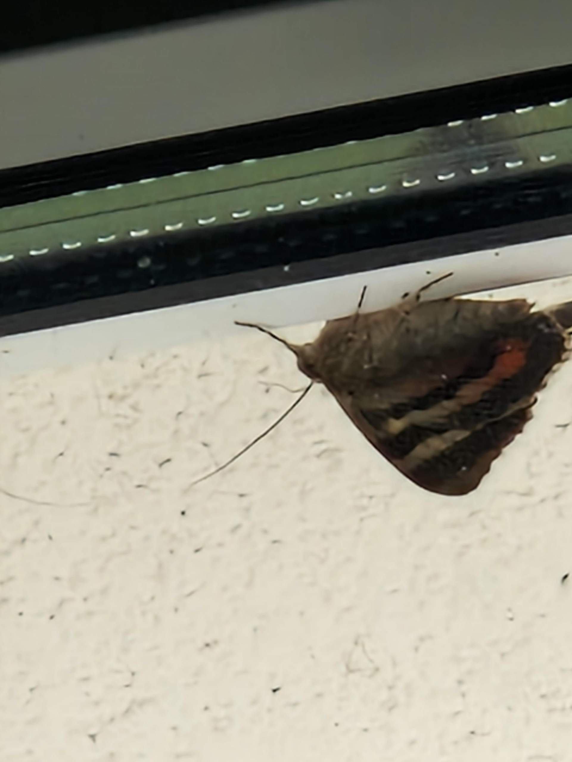 Um welchen großen Falter handelt es sich hier? (Tiere, Insekten ...