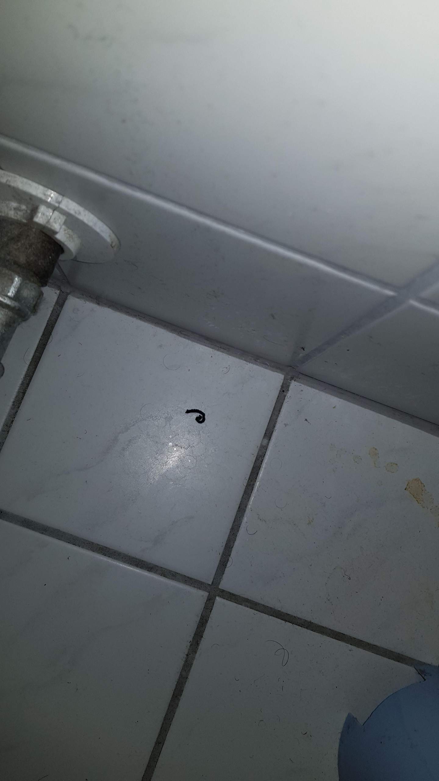 Um welches Tier handelt es sich bei diesem Kot? Maus kot? (Tiere ...