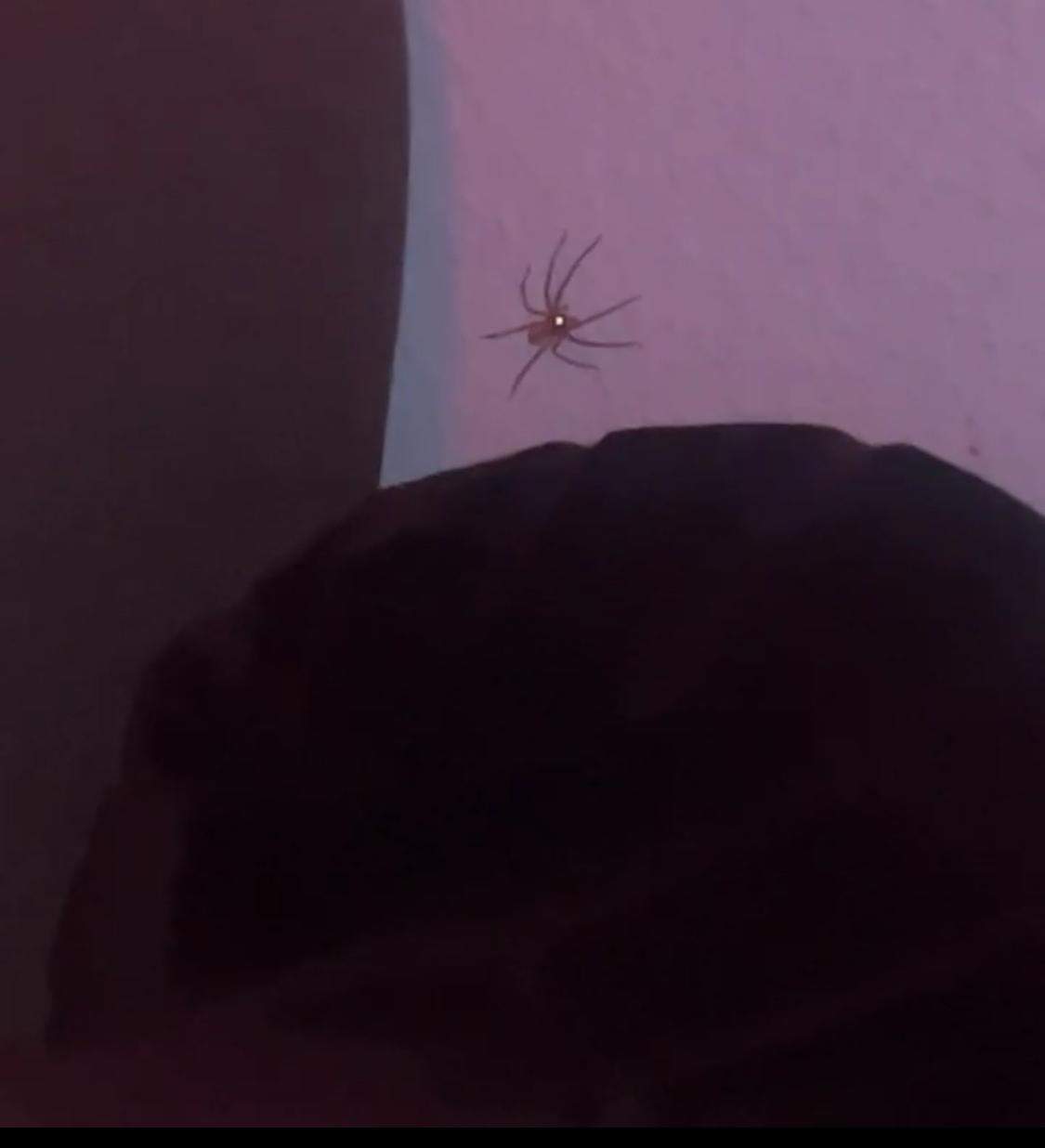 Umgang mit Spinnenphobie: Wie verhindere ich Spinnen im Zimmer ...