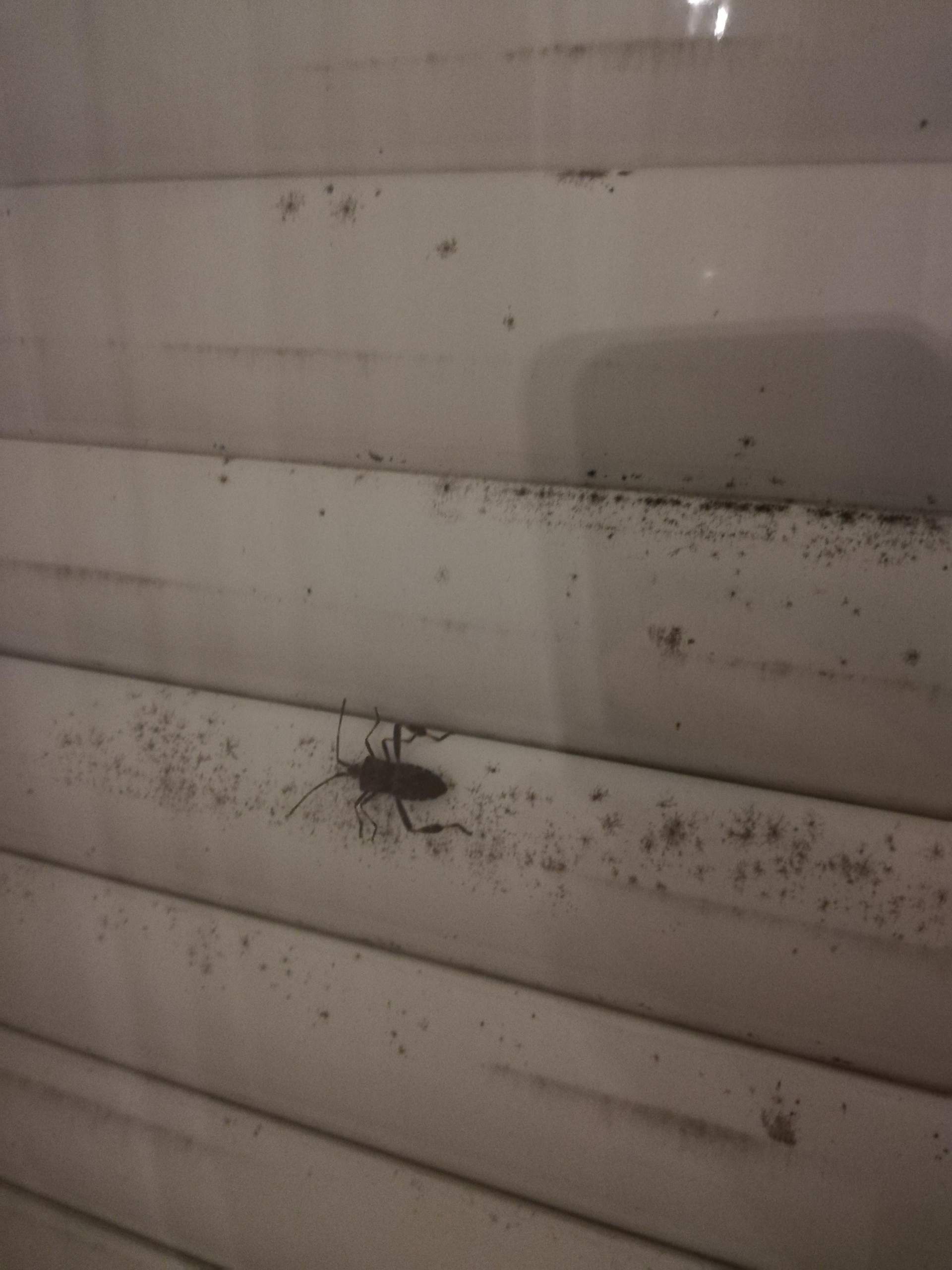 Ungeziefer im Bett und Haus? (Insekten)