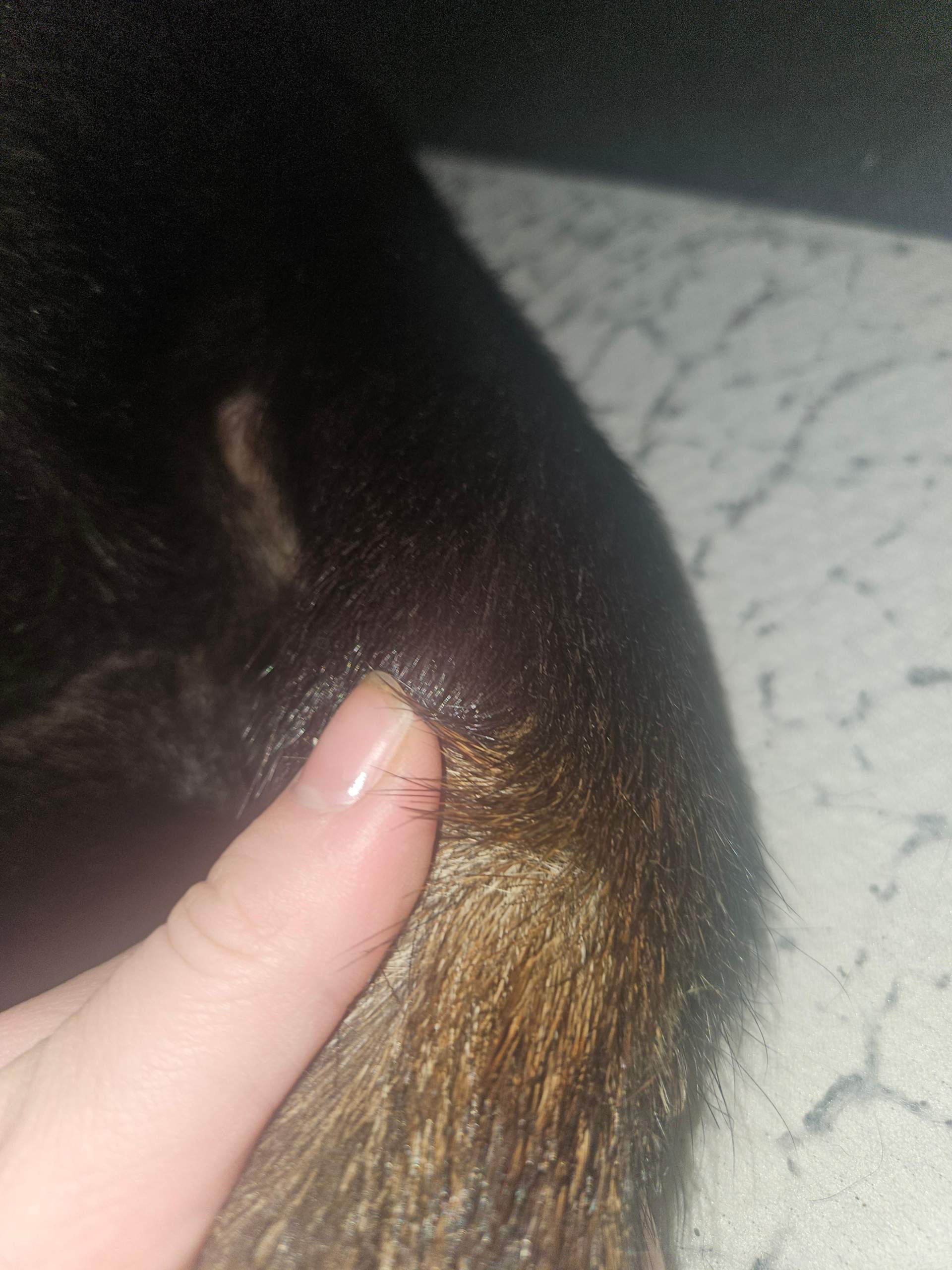Gebrochene Rute Beim Hund