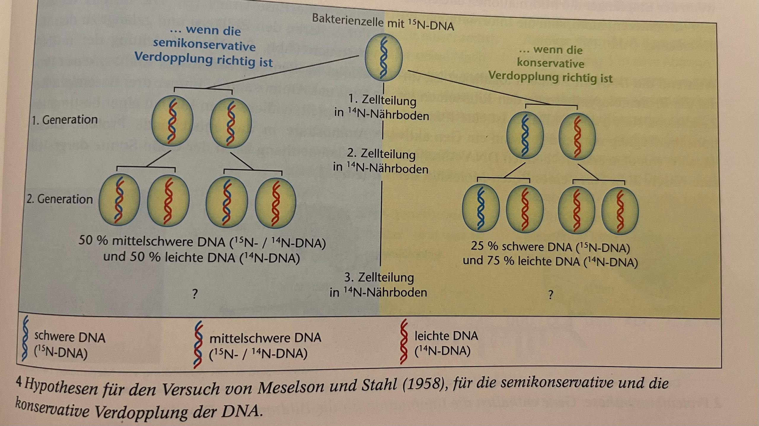 Vergleiche konservative Verdopplung und Semikonservative ist das ...