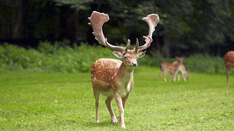 Vergleiche Sikawild und Damwild? (Biologie, Wald, Wildtiere)