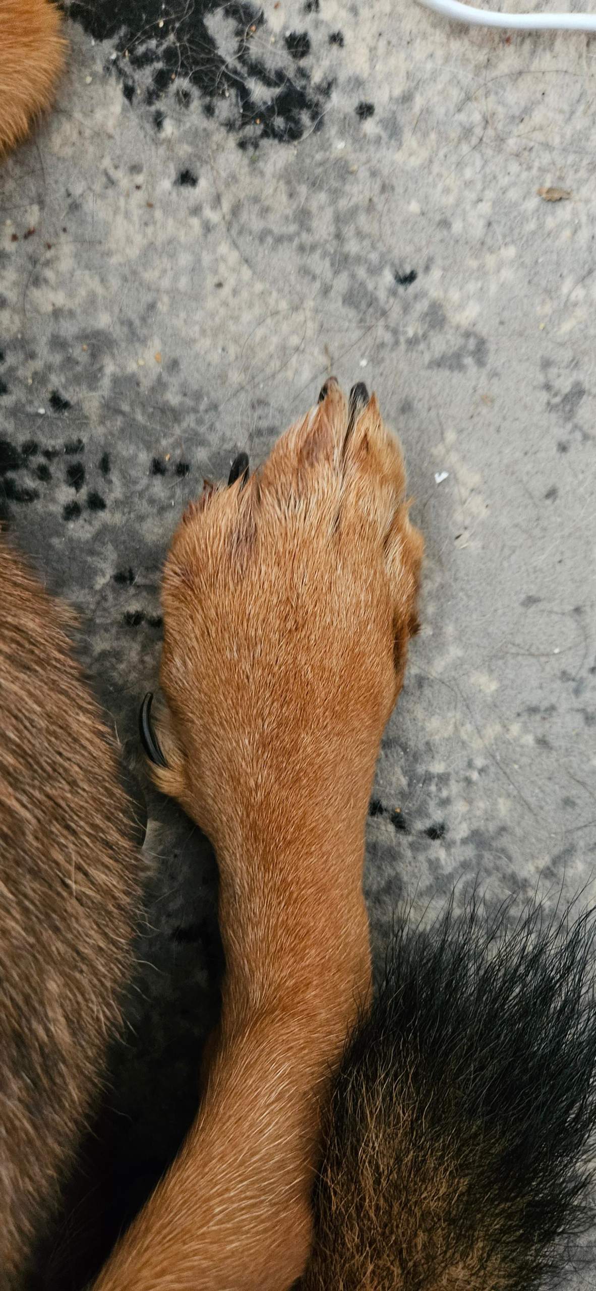 Verletzte Pfote was tun? (Tierarzt, Tiermedizin)