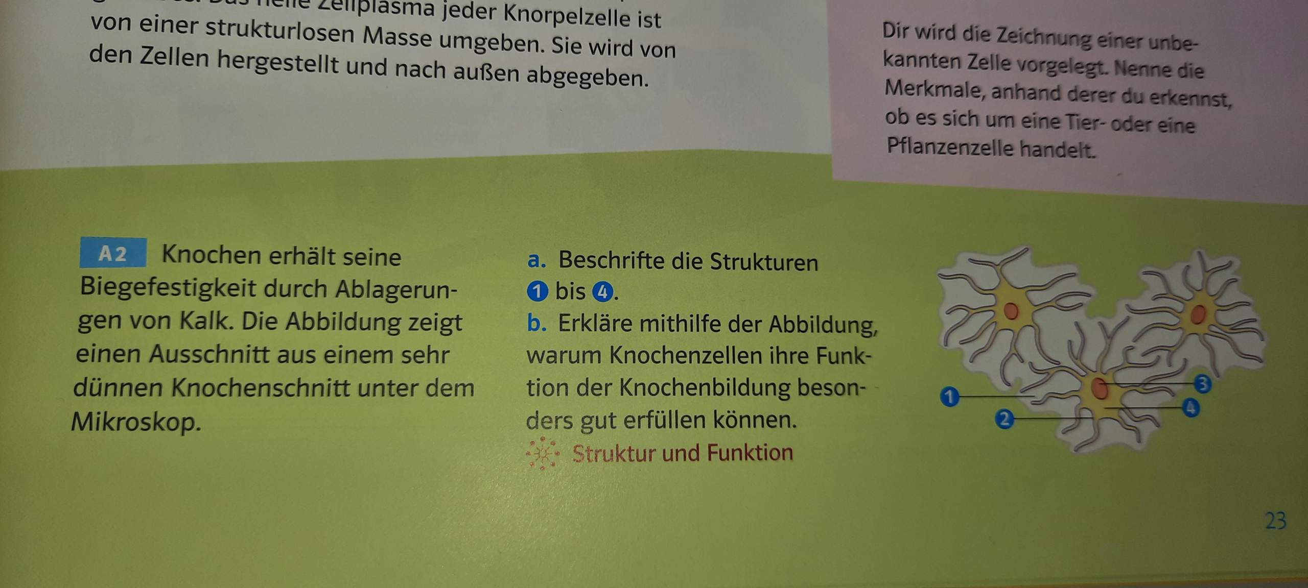 Versteht ihr die Aufgabe? (Schule, Biologie) Versteht ihr die Aufgabe? (Schule, Biologie)